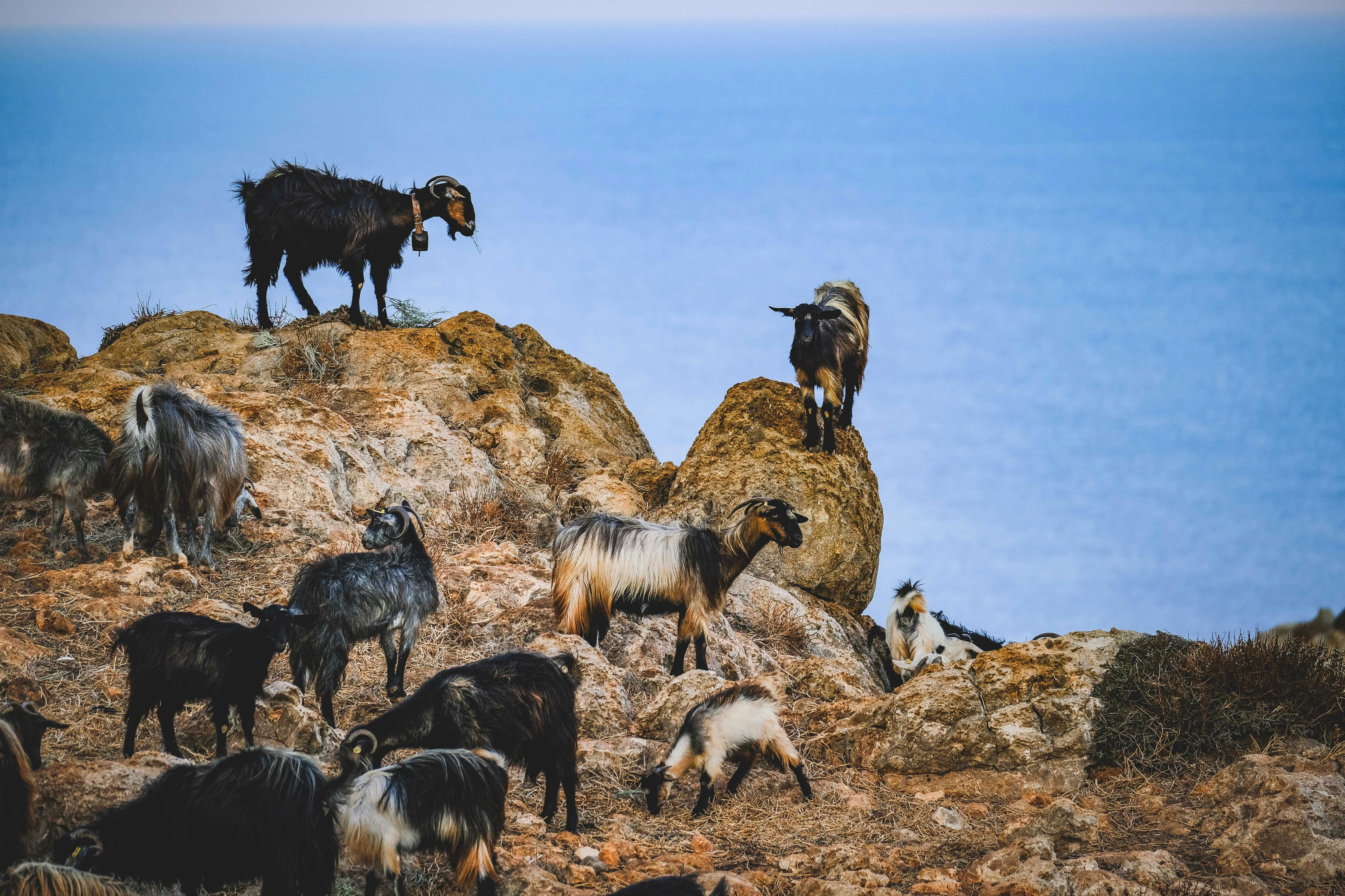 White Animal on Cliff at Daytime · Free Stock Photo