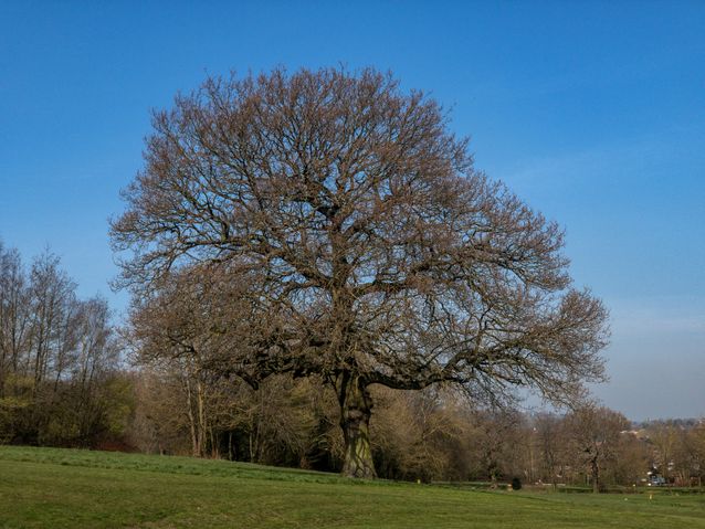 English Oak Sapling: How to Plant and Care for Success