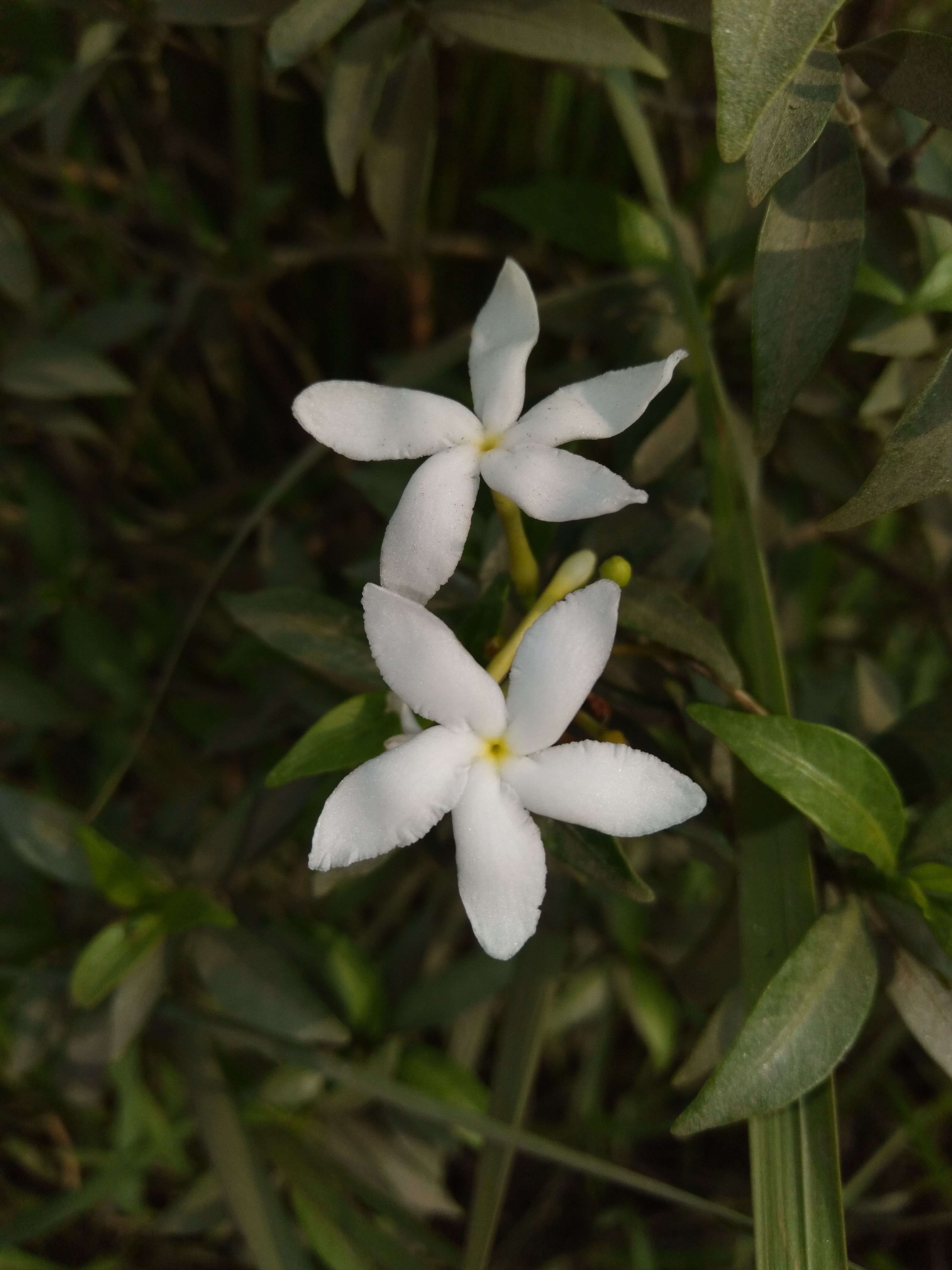 100+ Best Jasmine Photos · 100% Free Download · Pexels Stock Photos