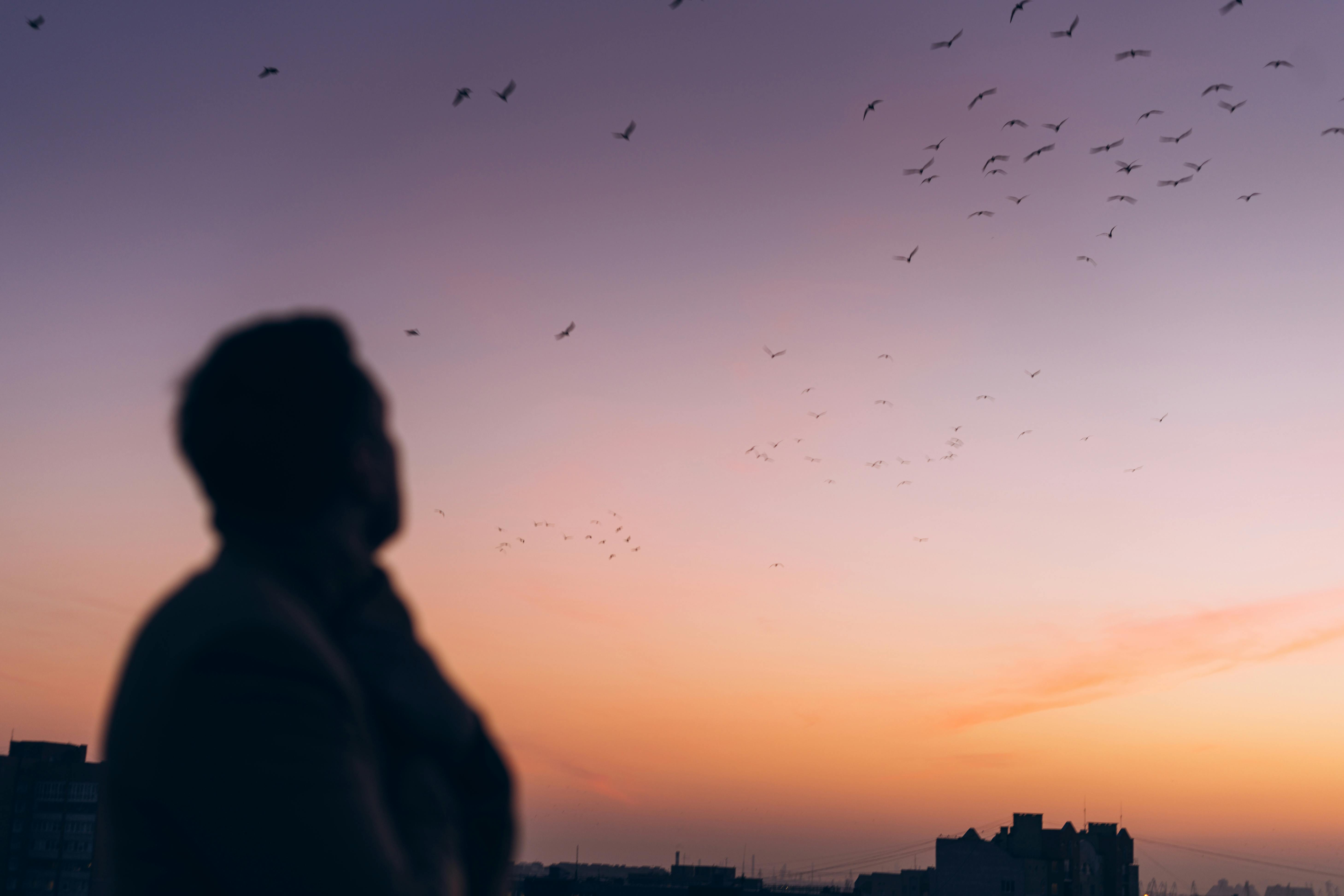 Man Watching Birds Flying at Sunset · Free Stock Photo