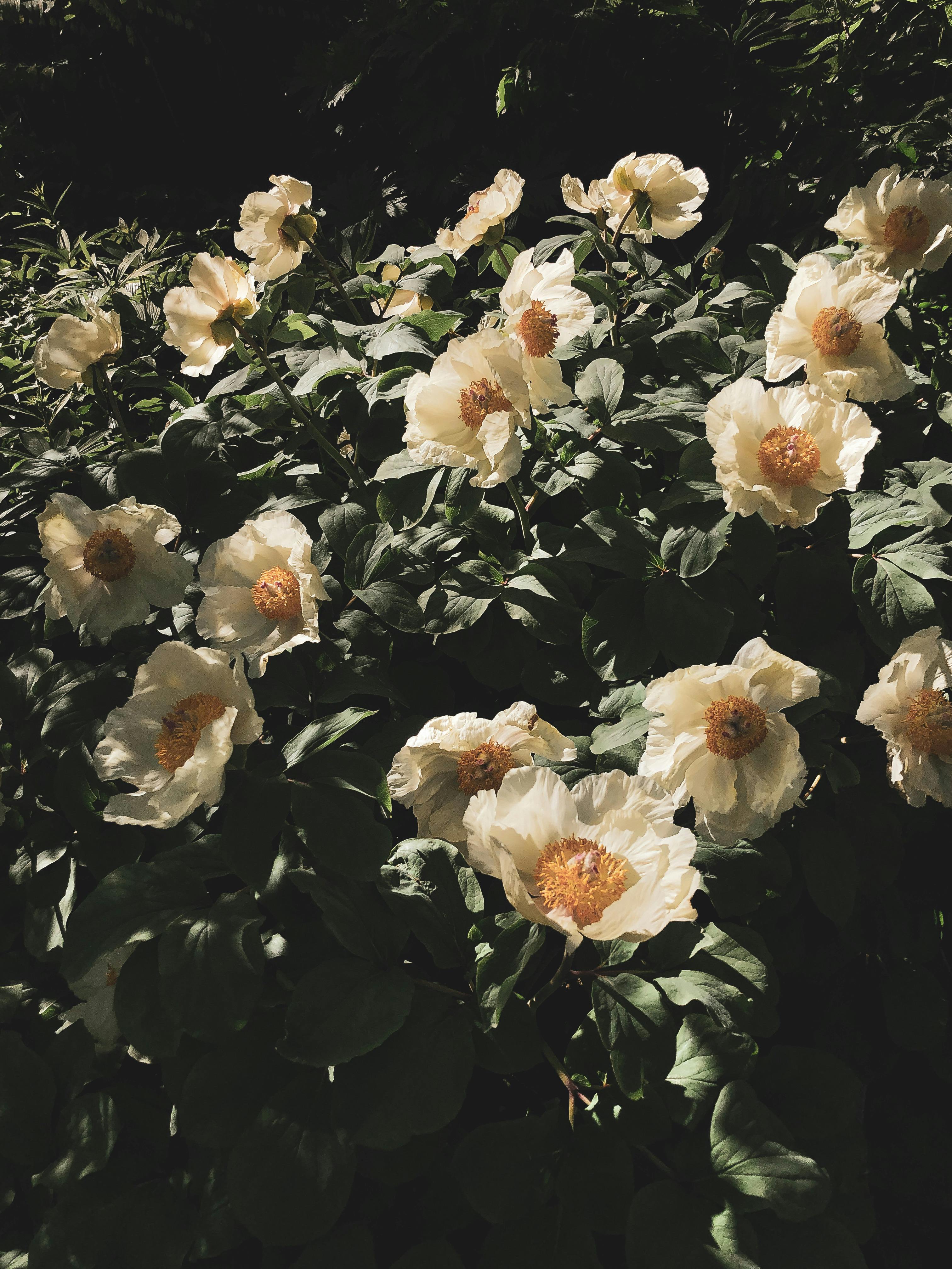 Overhead Shot of Peony Flowers · Free Stock Photo