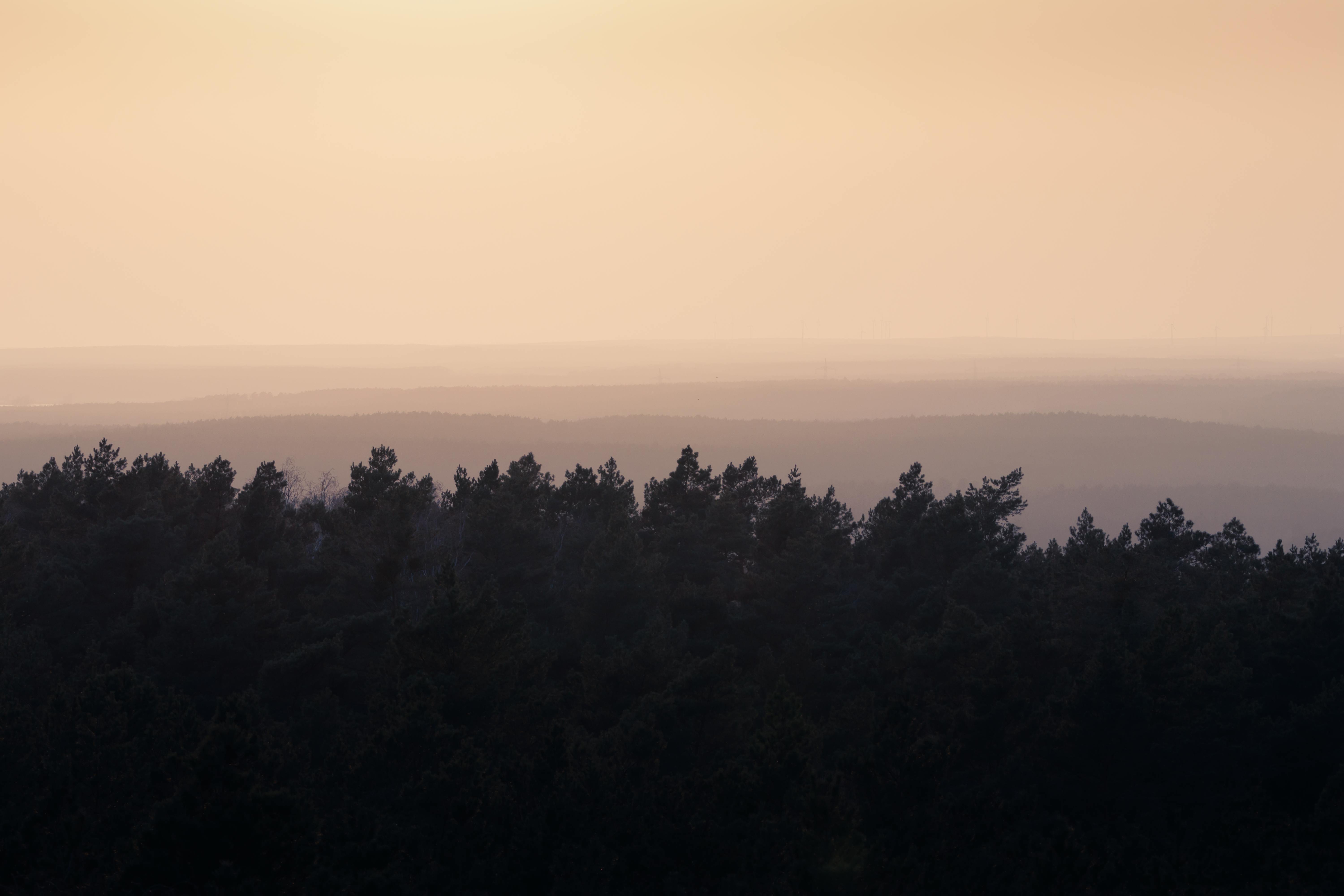 Dusk Sky over Forest · Free Stock Photo