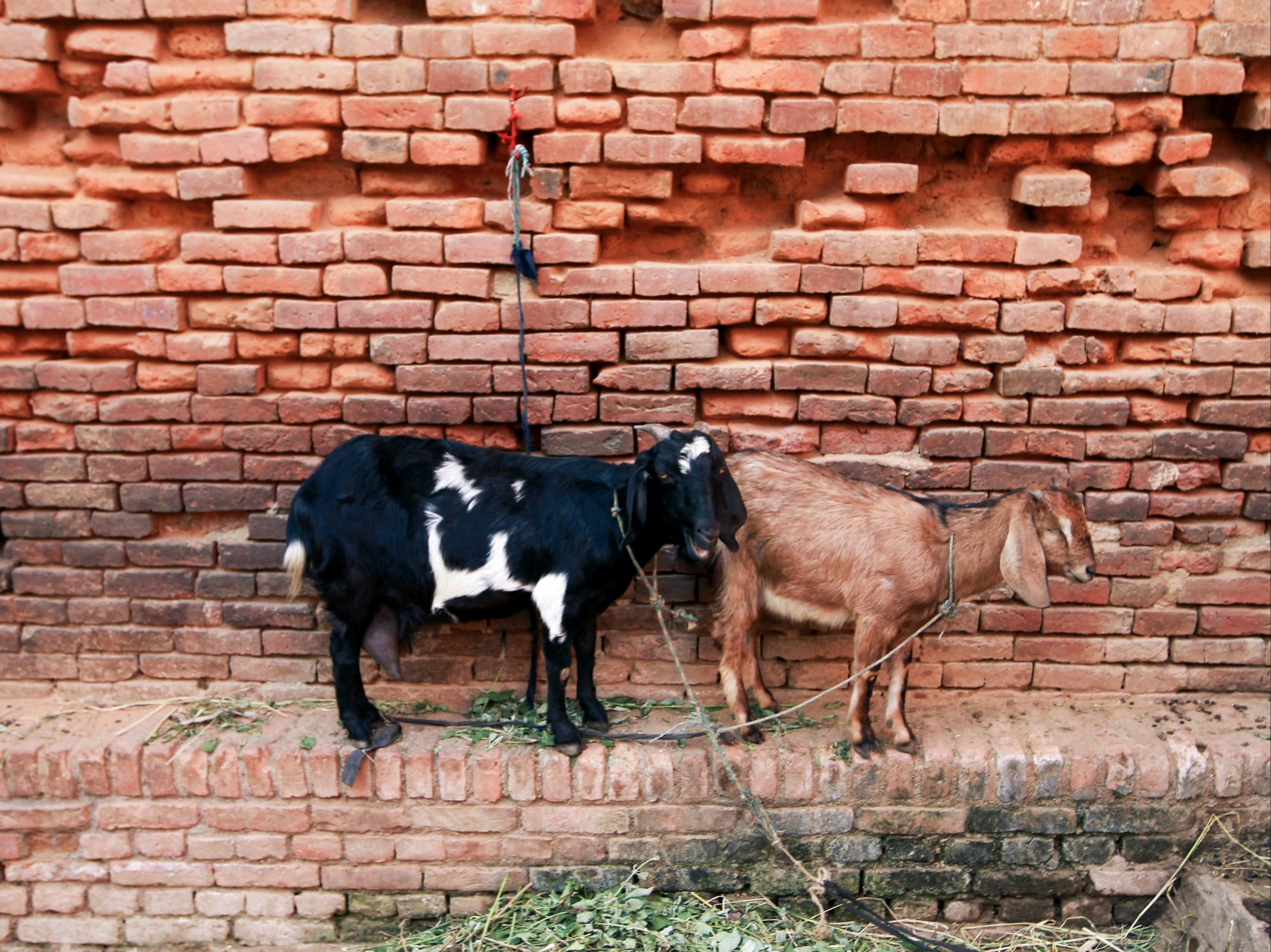 Two Goats on a Brick Wall · Free Stock Photo