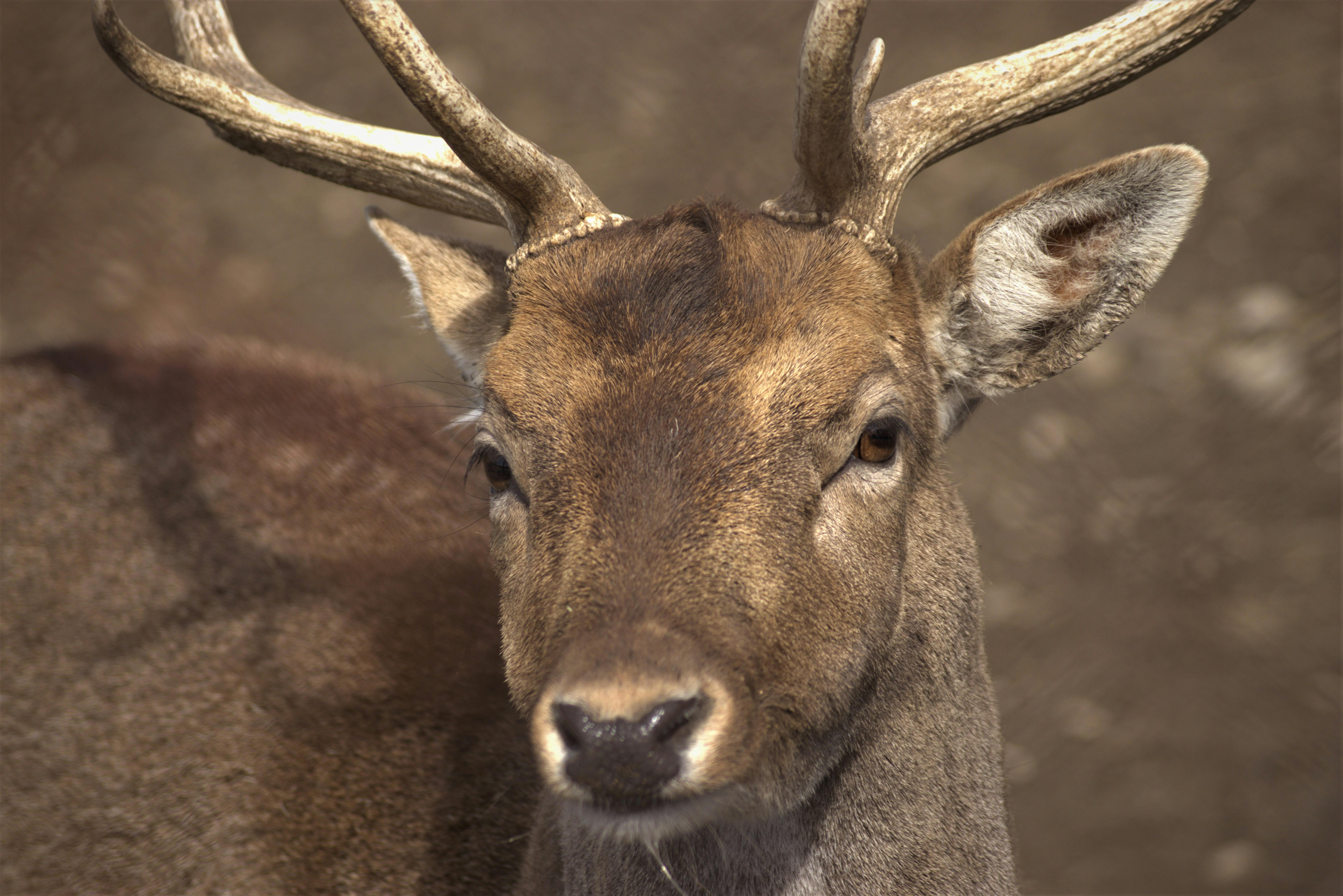 Close-Up Shot of a Deer · Free Stock Photo