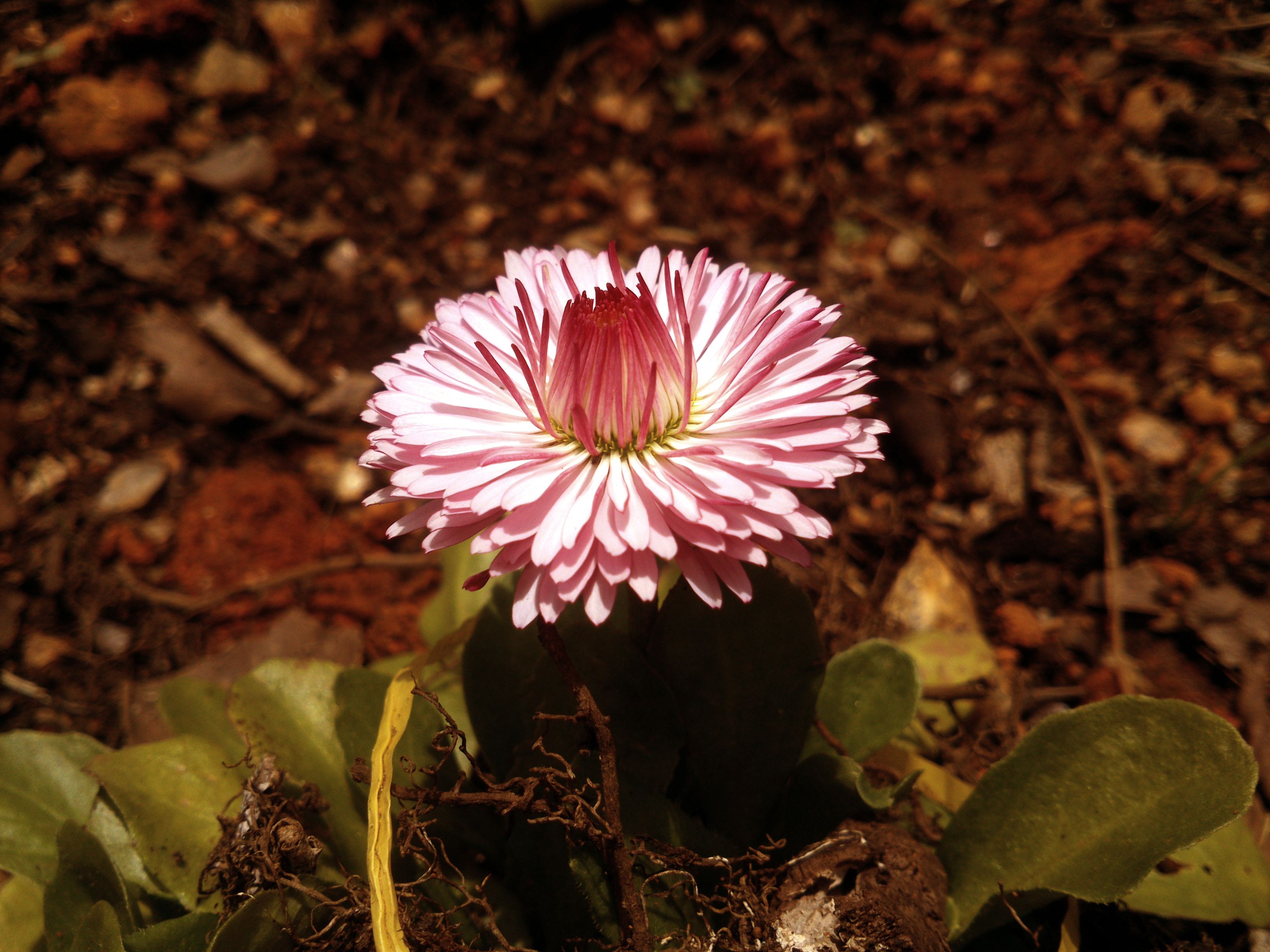 Free stock photo of beautiful flowers, flowers, garden