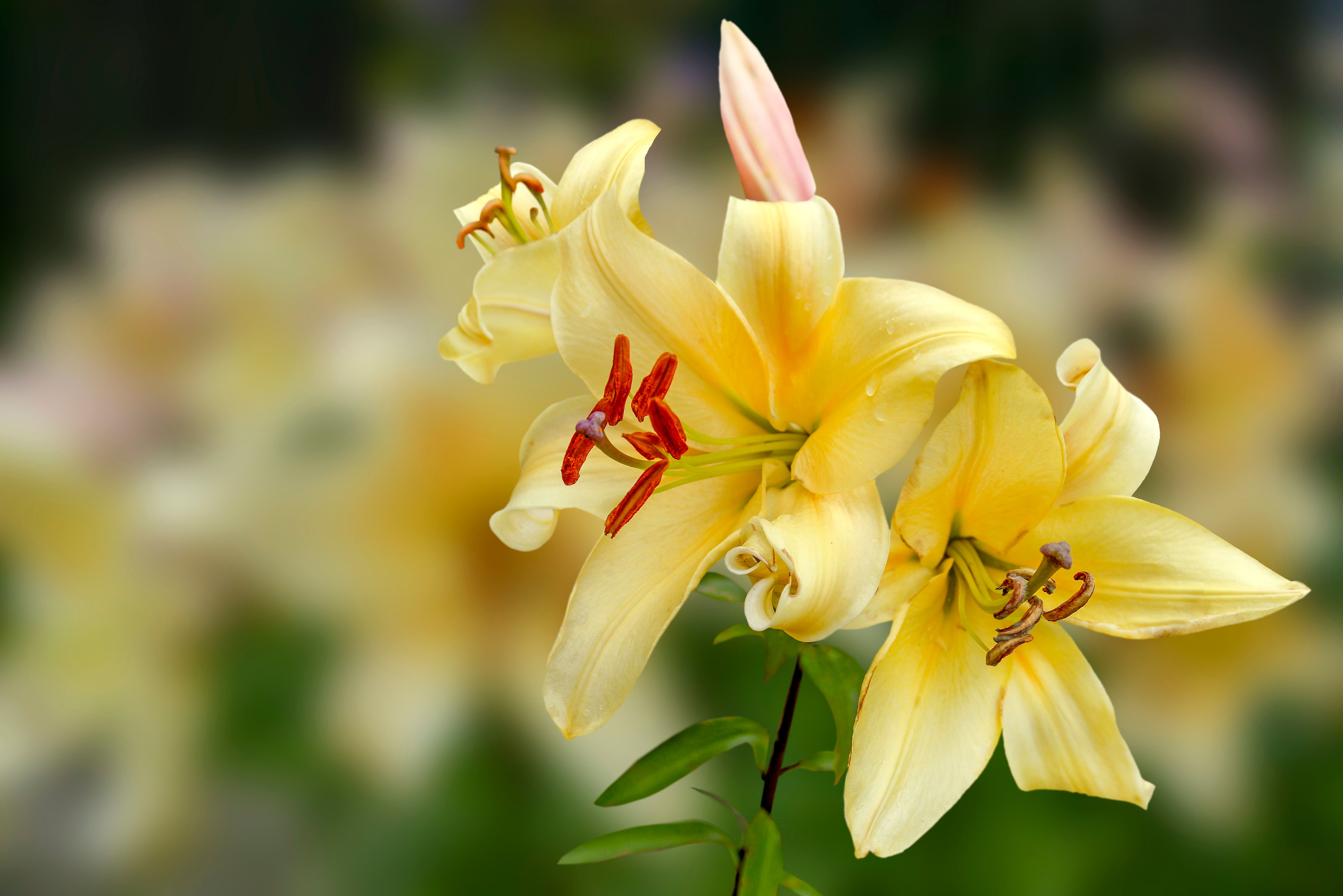 A Close-Up Shot of Pink Lily Flowers · Free Stock Photo