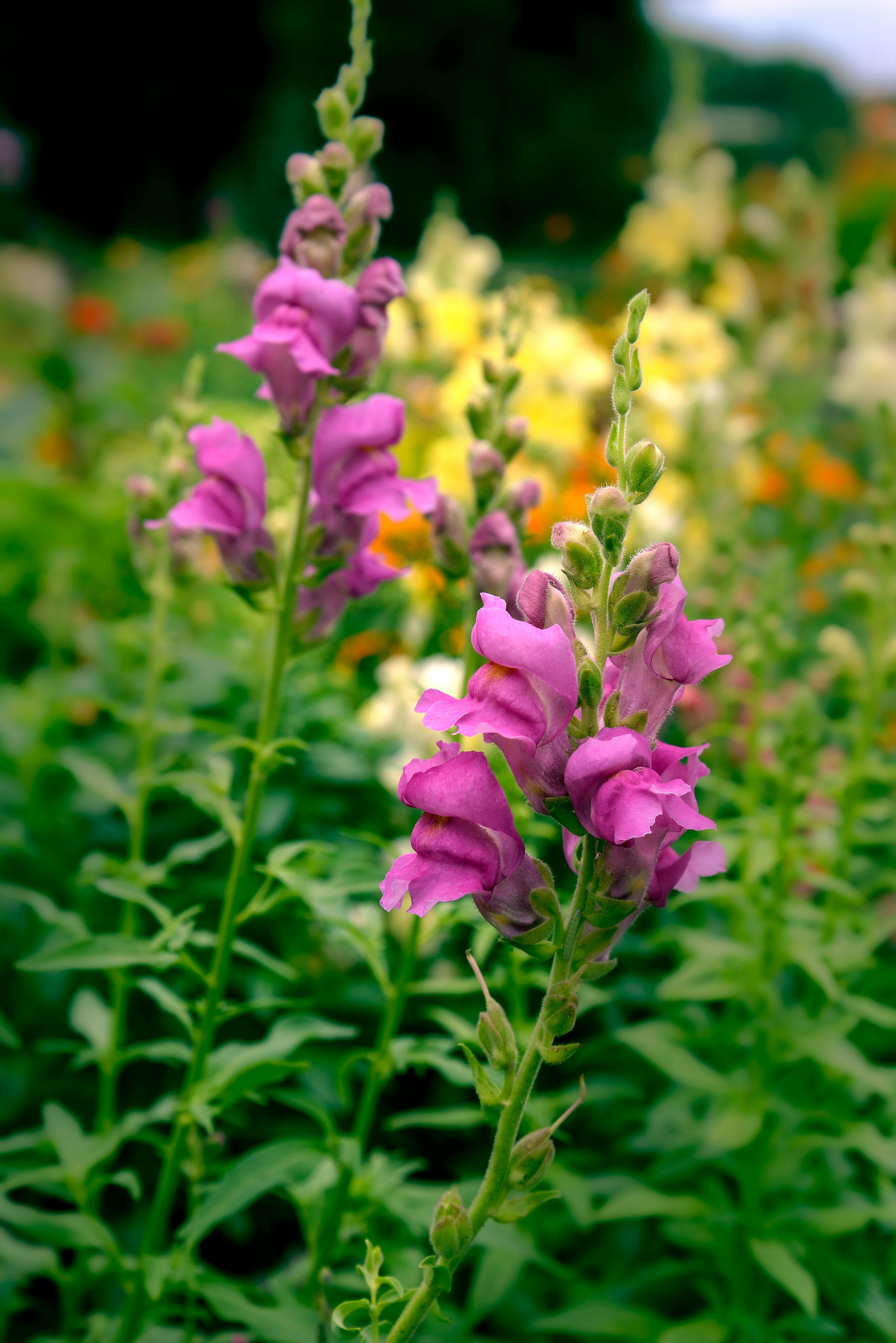 Snapdragon Photos, Download The BEST Free Snapdragon Stock Photos & HD ...