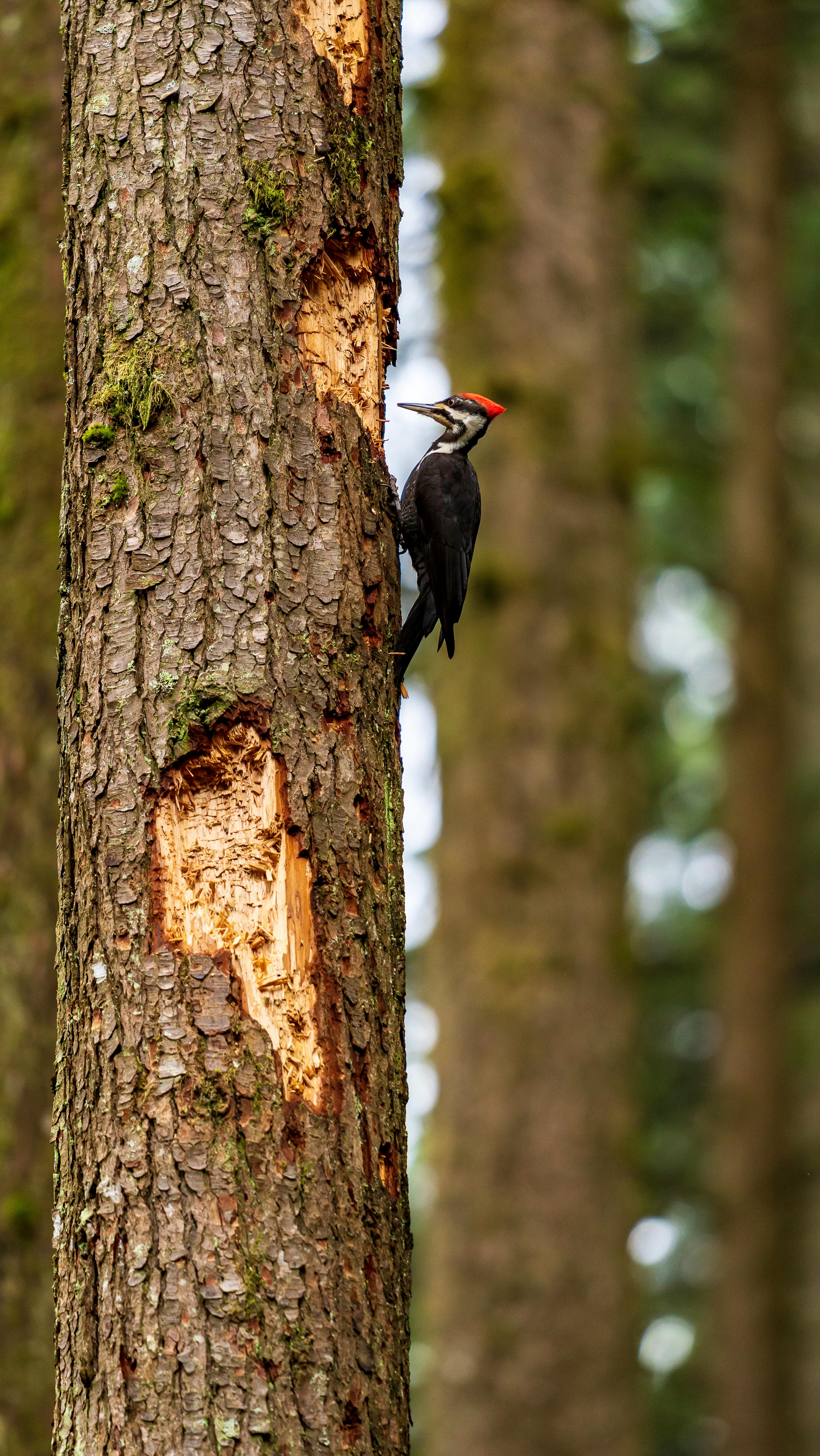 Black Bird on Tree Trunk · Free Stock Photo