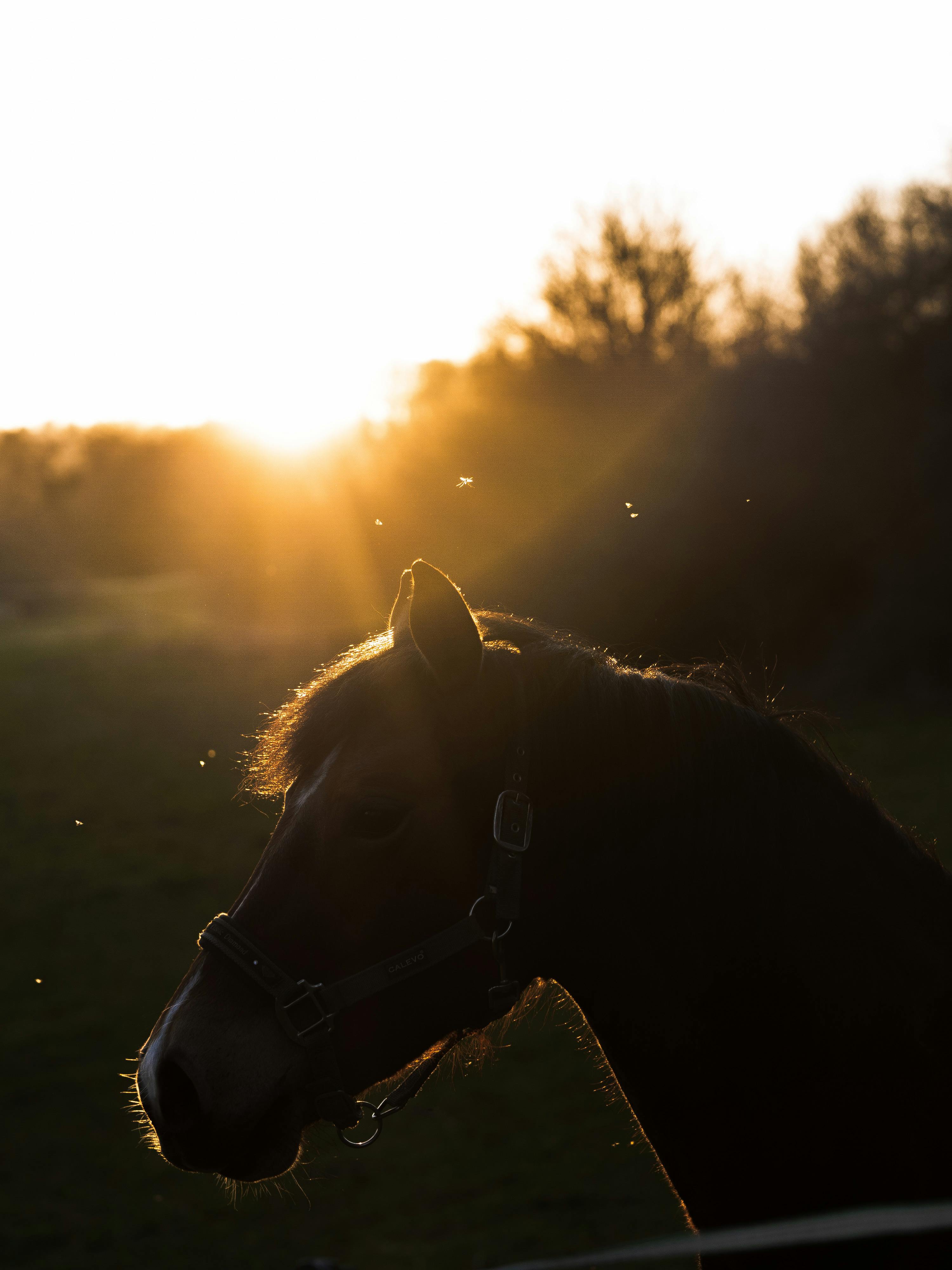 Horses Outdoors at Dawn · Free Stock Photo