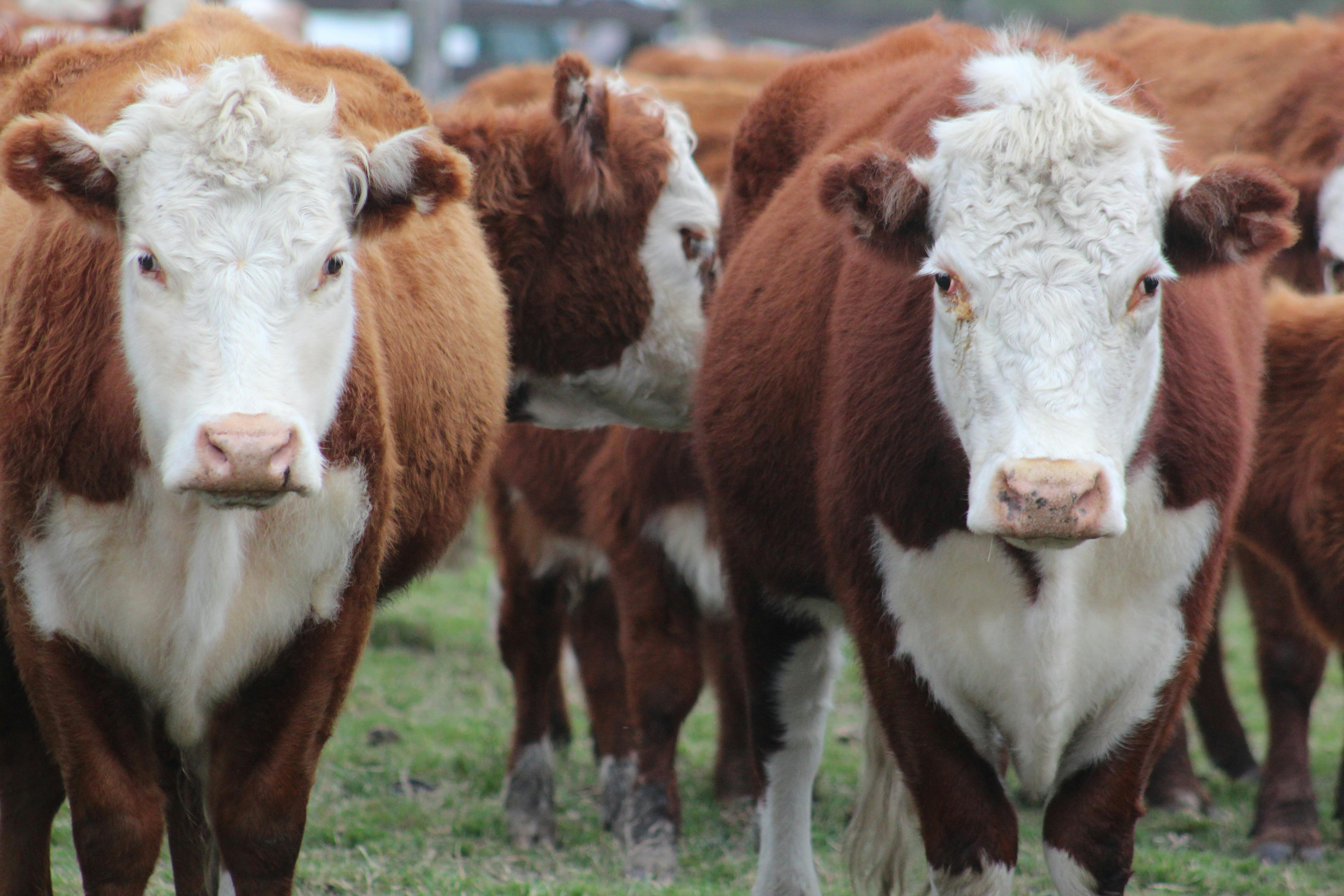 Close-up Photo of Brown Cattle on Green Grass · Free Stock Photo