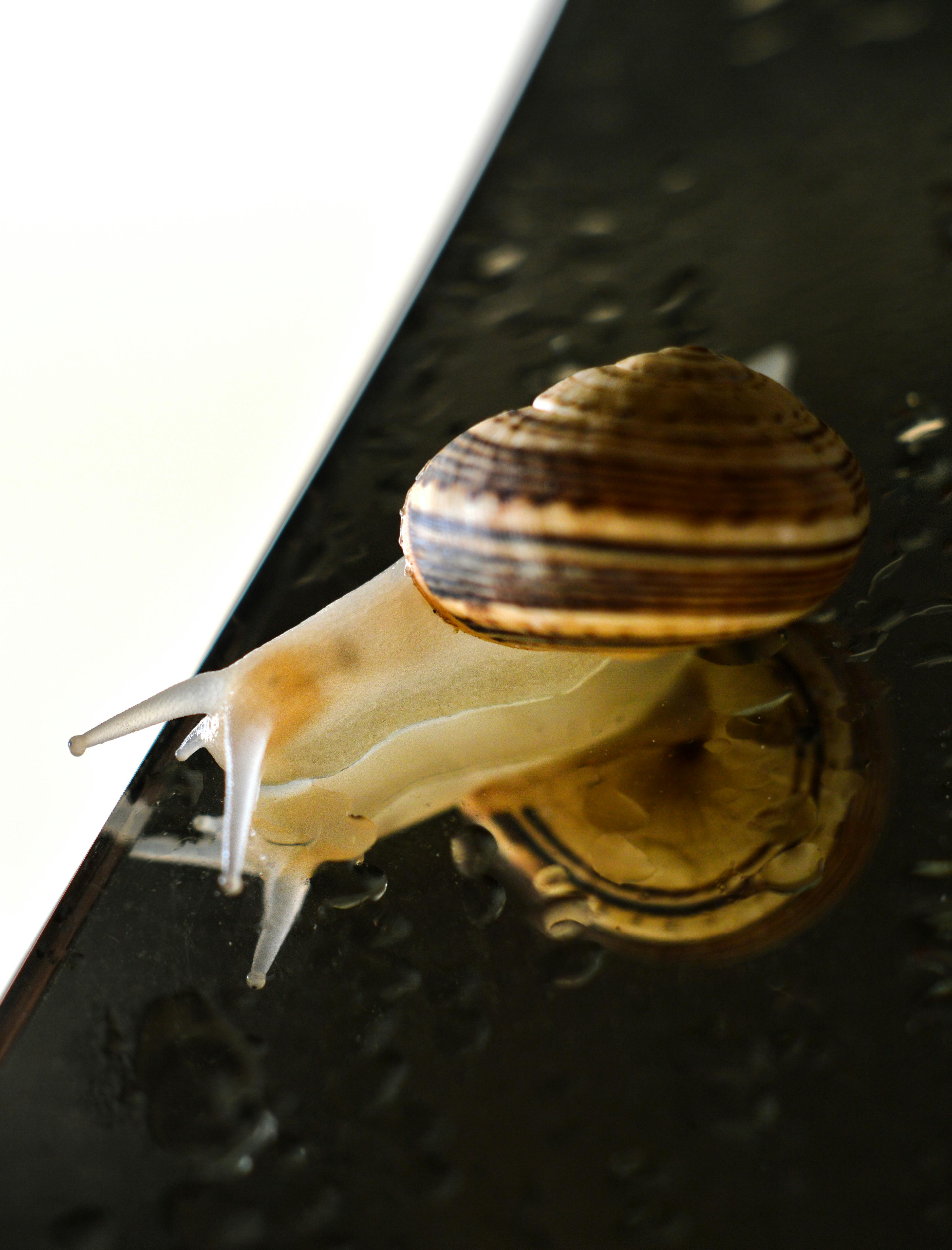 Brown and Black Snail on Brown Surface · Free Stock Photo