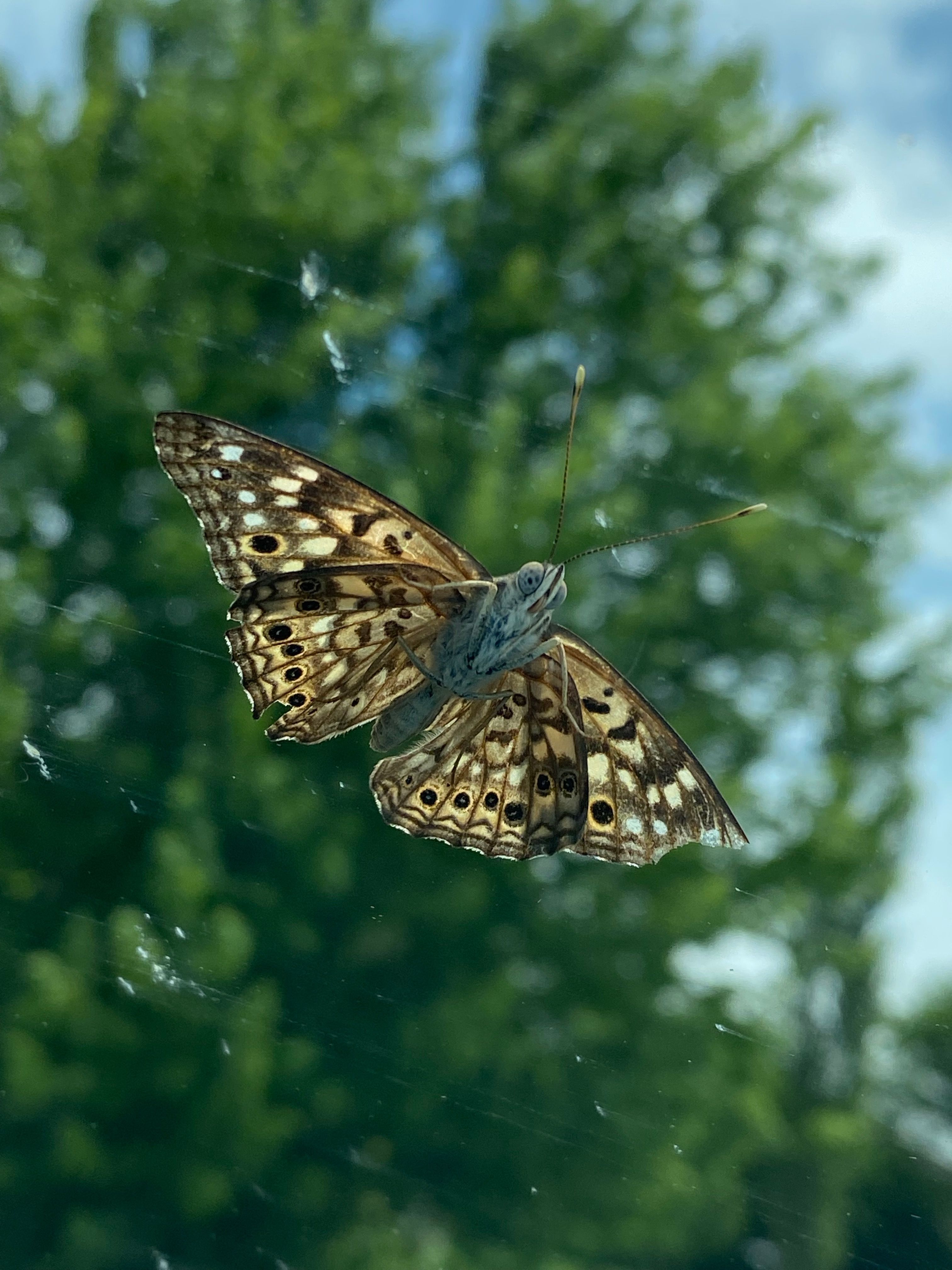 Photo of a Flying Blue Butterfly · Free Stock Photo