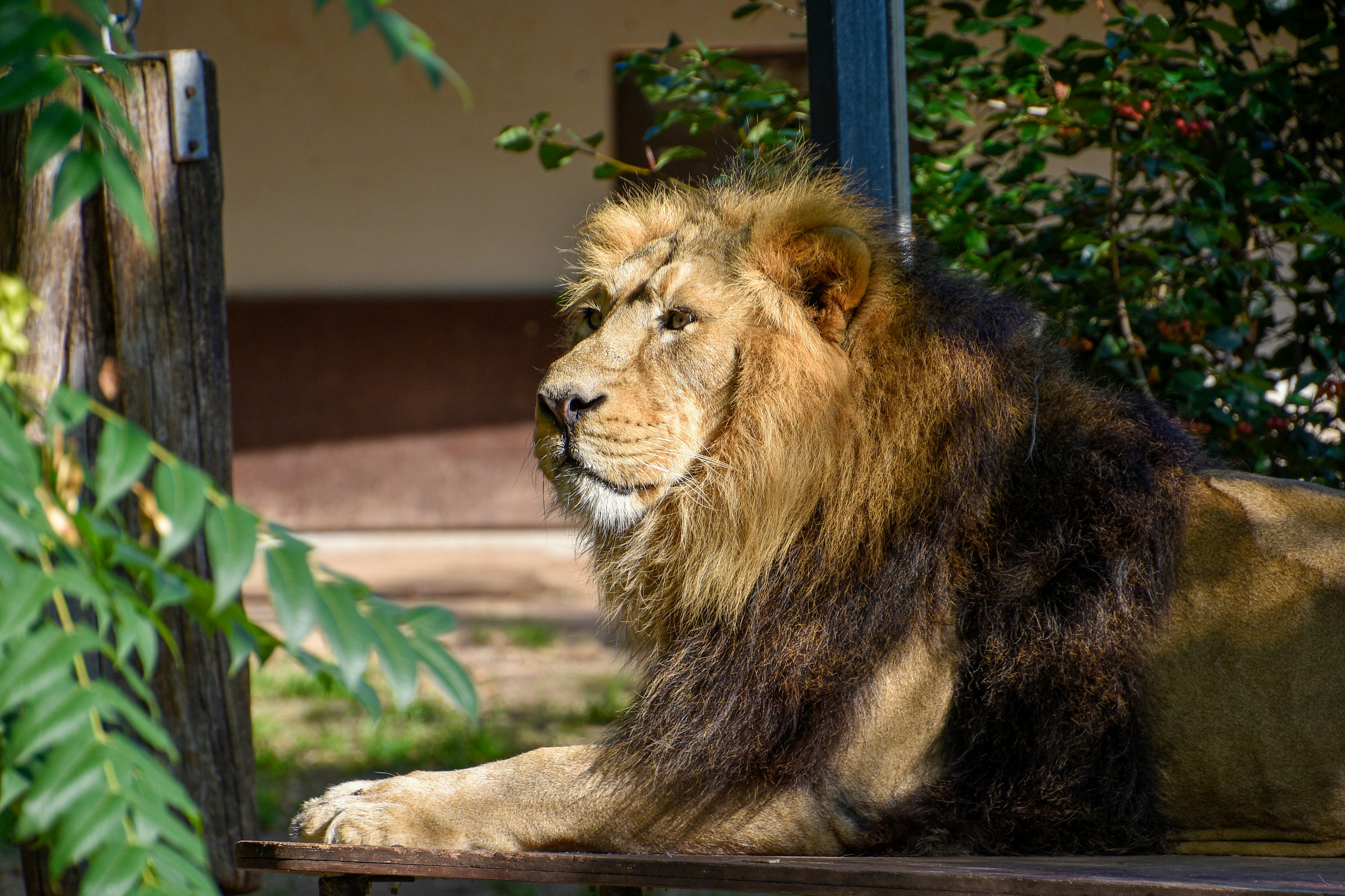 Lion resting on a Wooden Deck · Free Stock Photo
