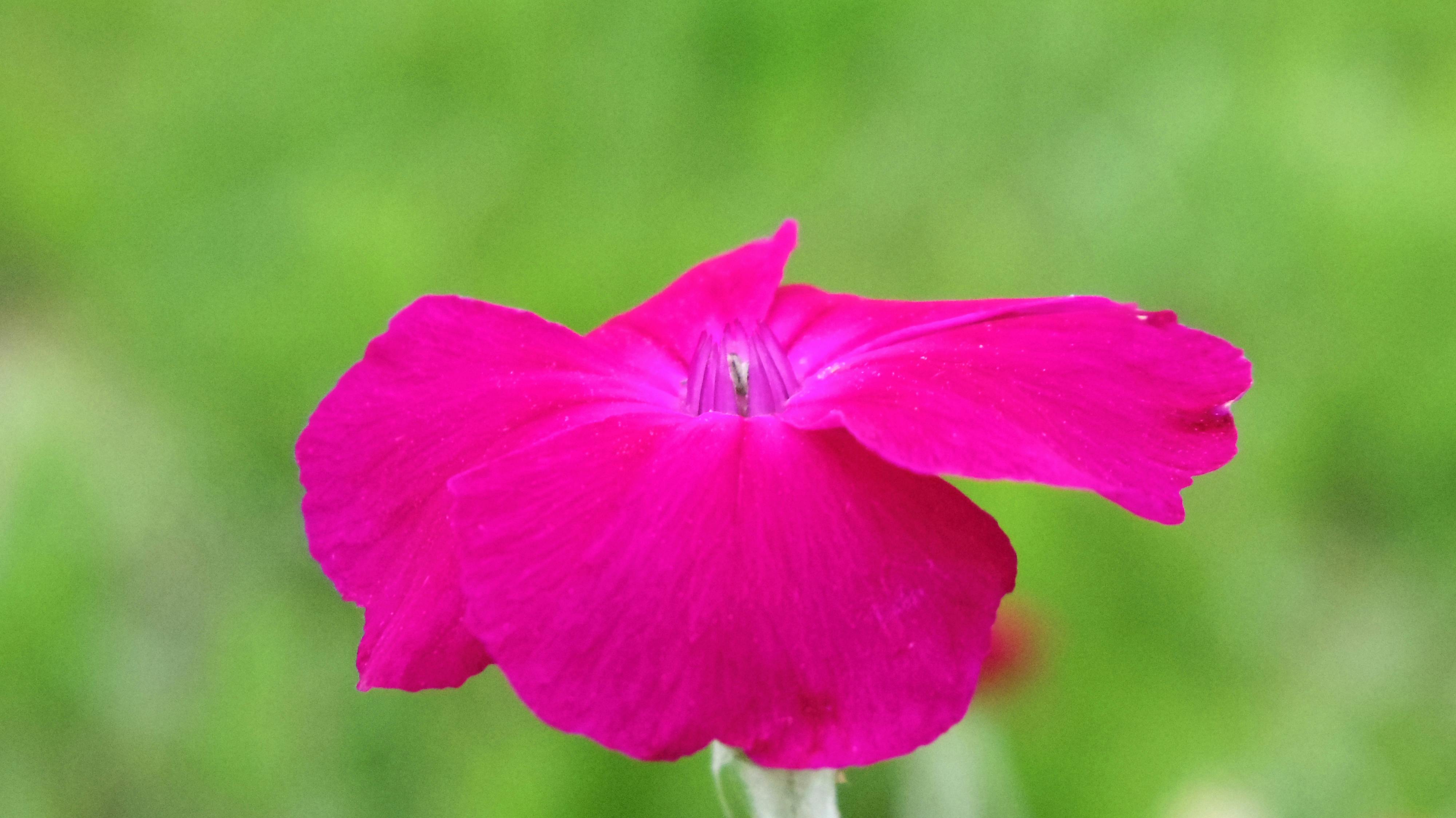 Kostenloses Foto zum Thema: blume