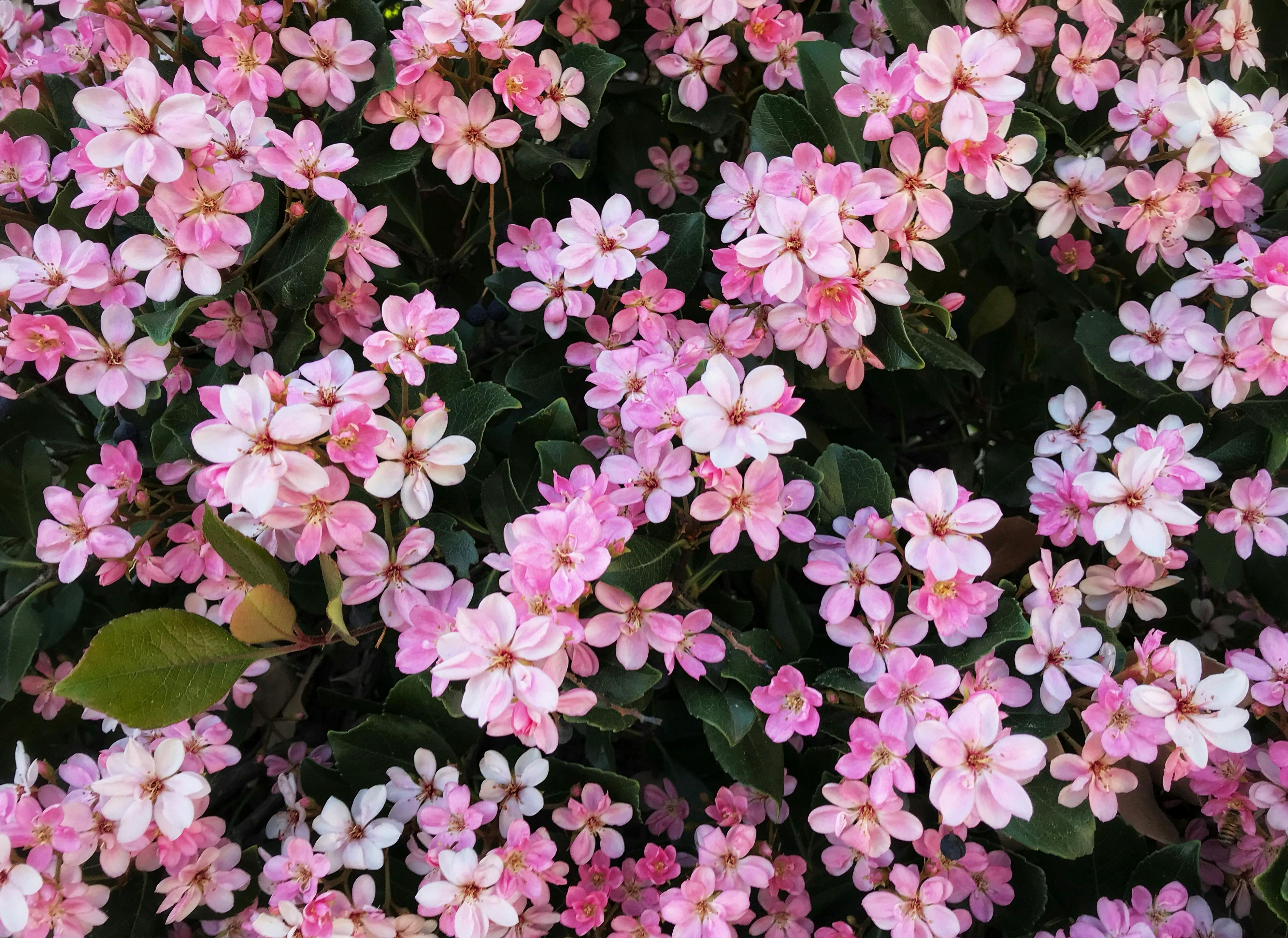 Pink Flower Field · Free Stock Photo