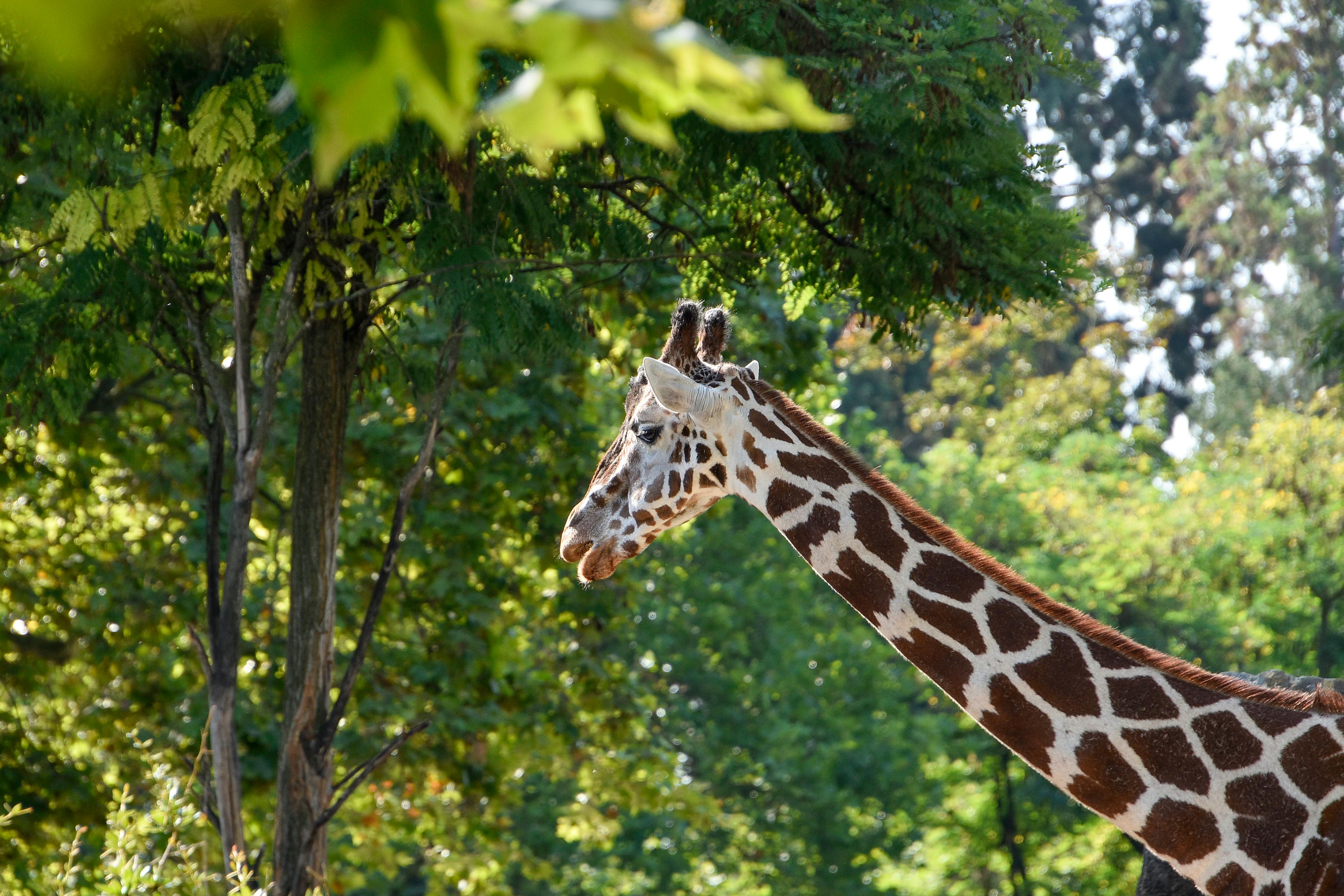 Giraffe Beside a Tree · Free Stock Photo