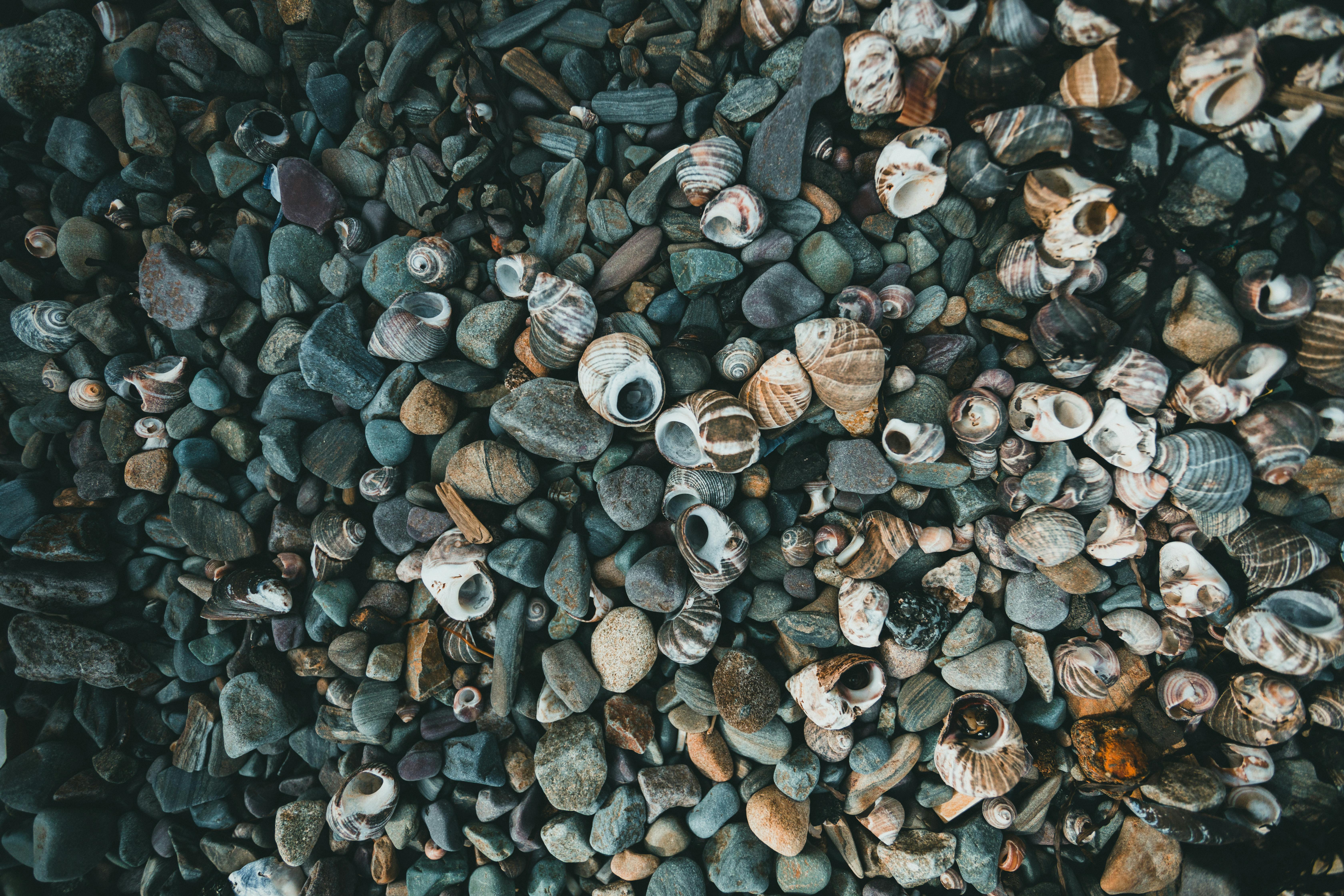 Top View Photo oof Seashells And Rocks · Free Stock Photo