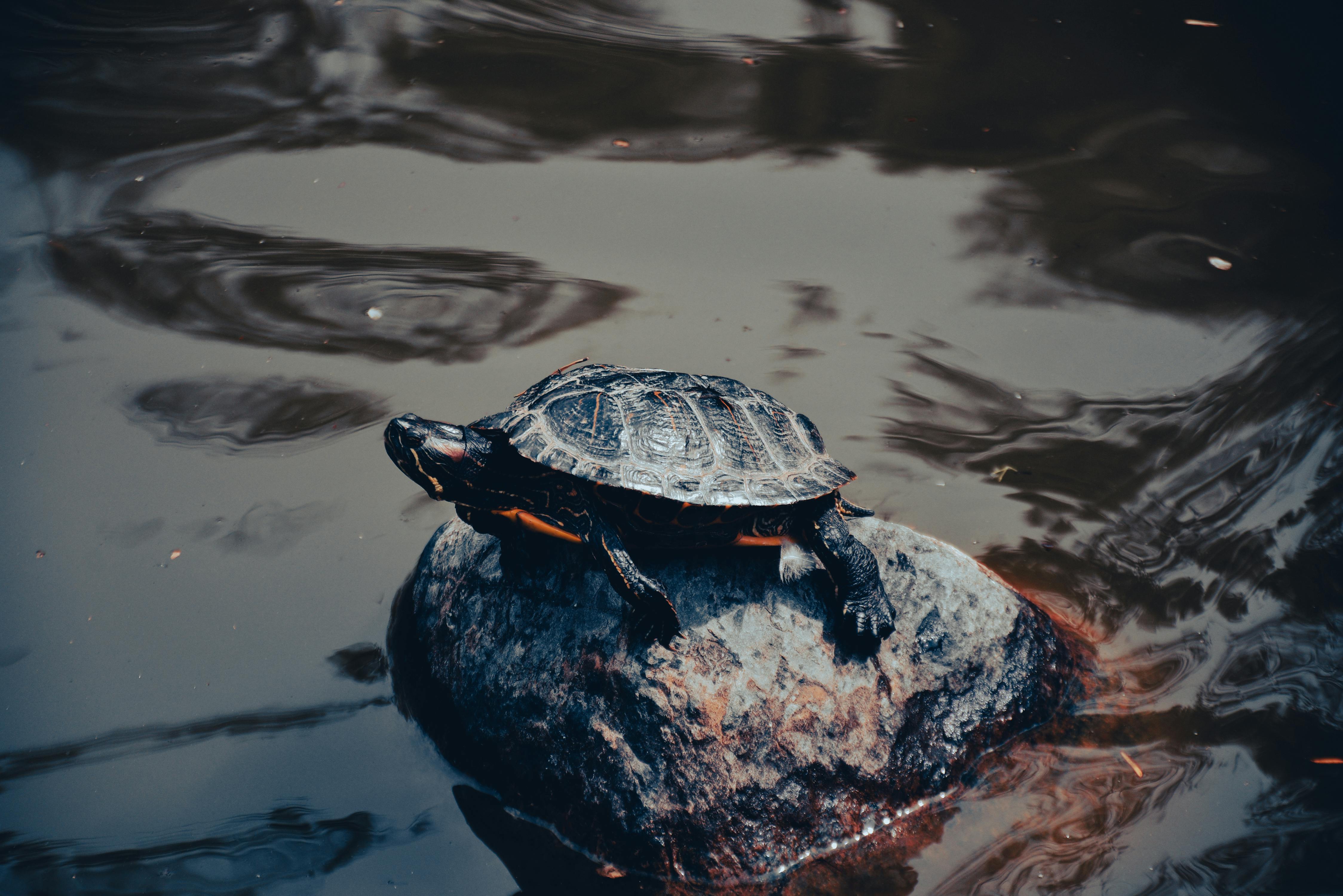 Black Turtle on Gray Rock Formation on Lake · Free Stock Photo