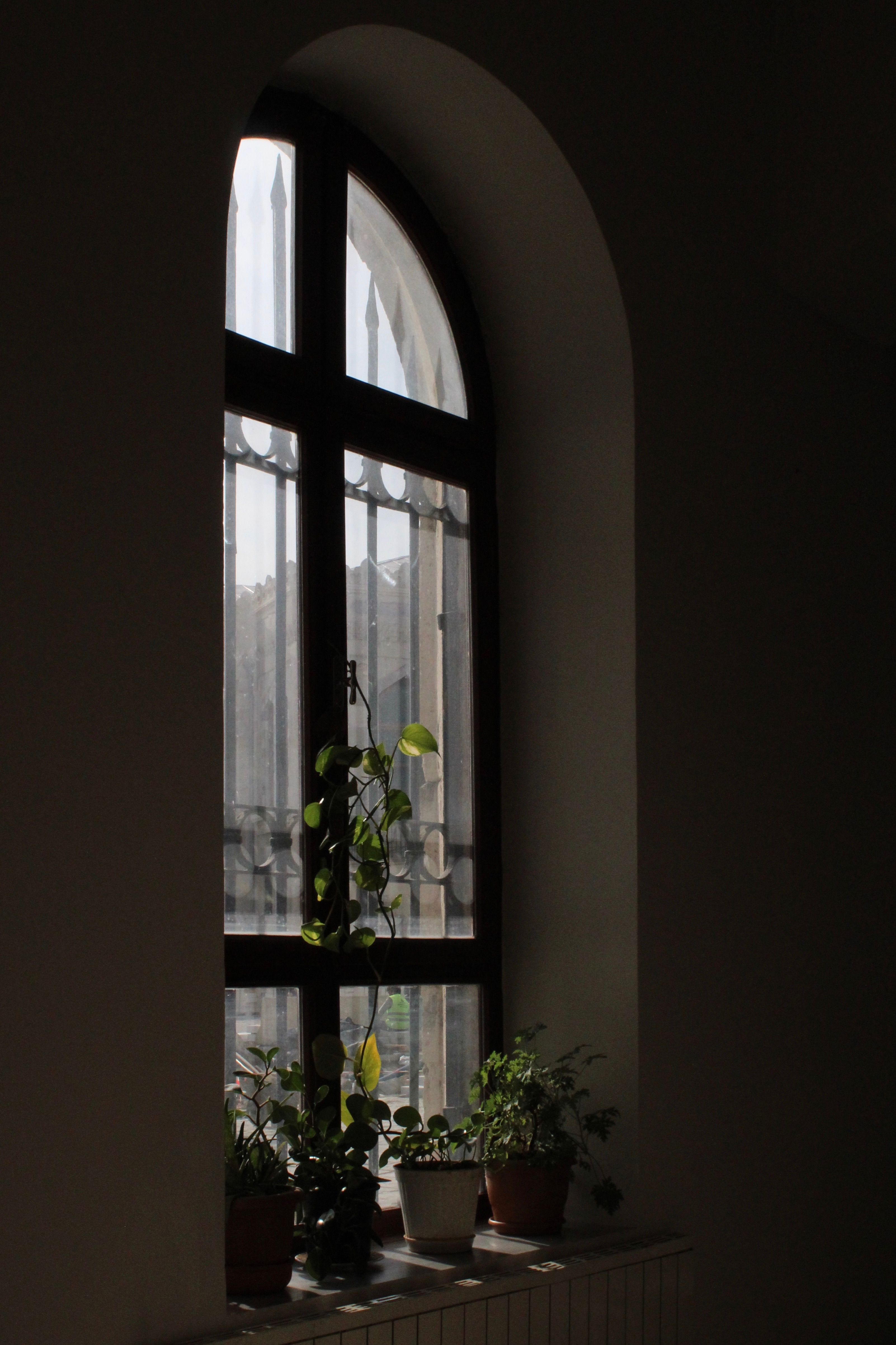 Potted Plants by the Window · Free Stock Photo