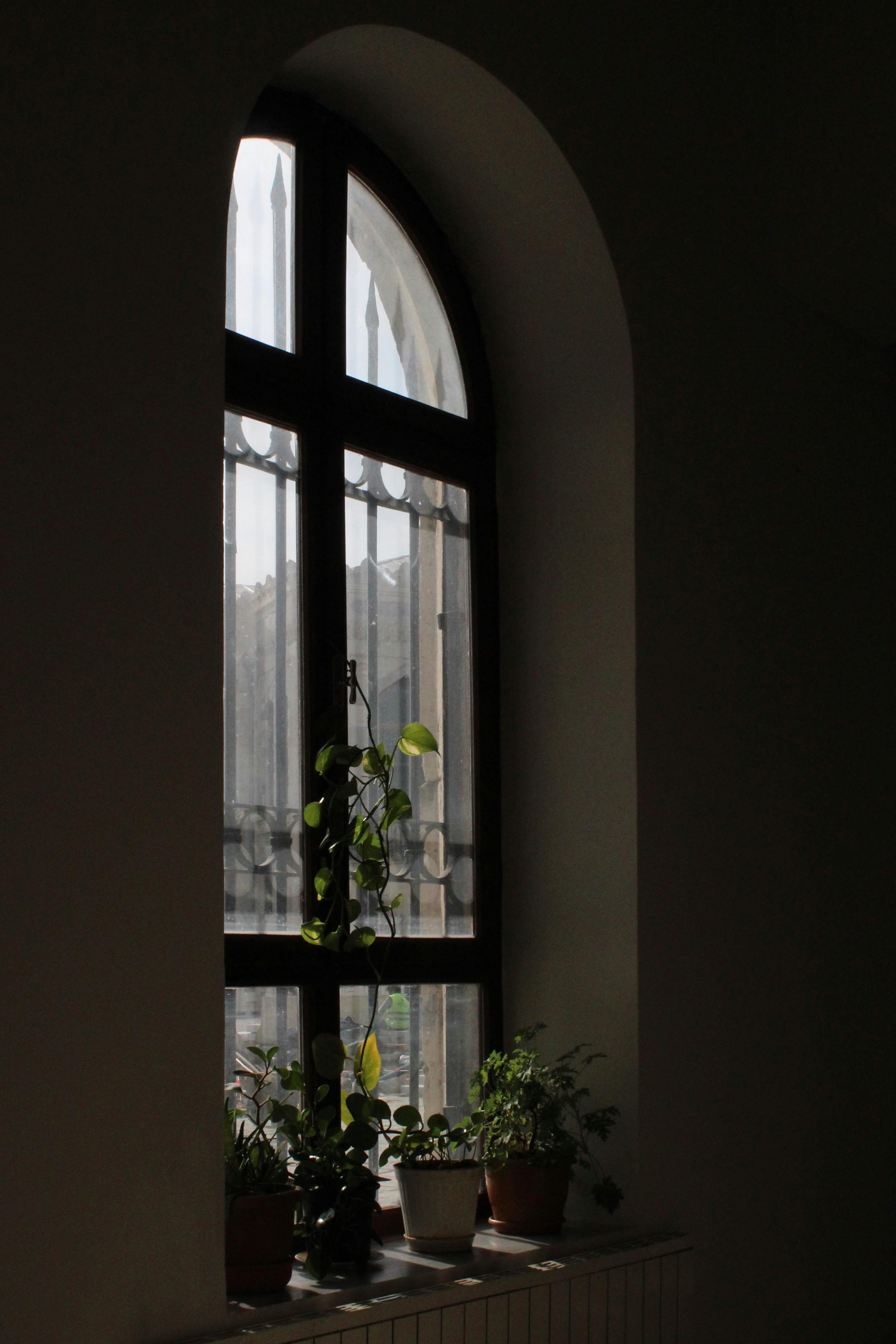 A Potted Plant by the Window · Free Stock Photo