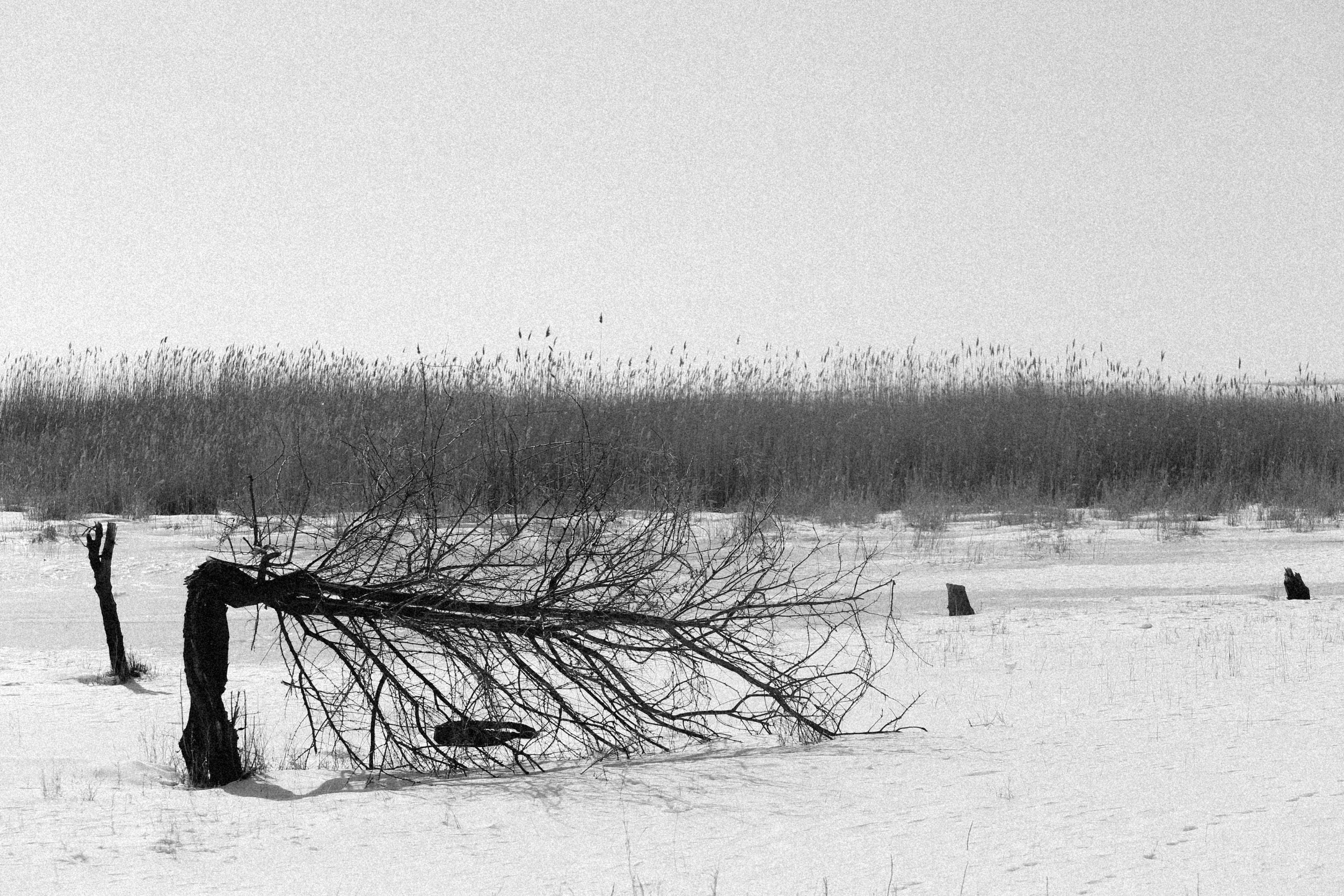 Monochrome Photo of Leafless Tree · Free Stock Photo