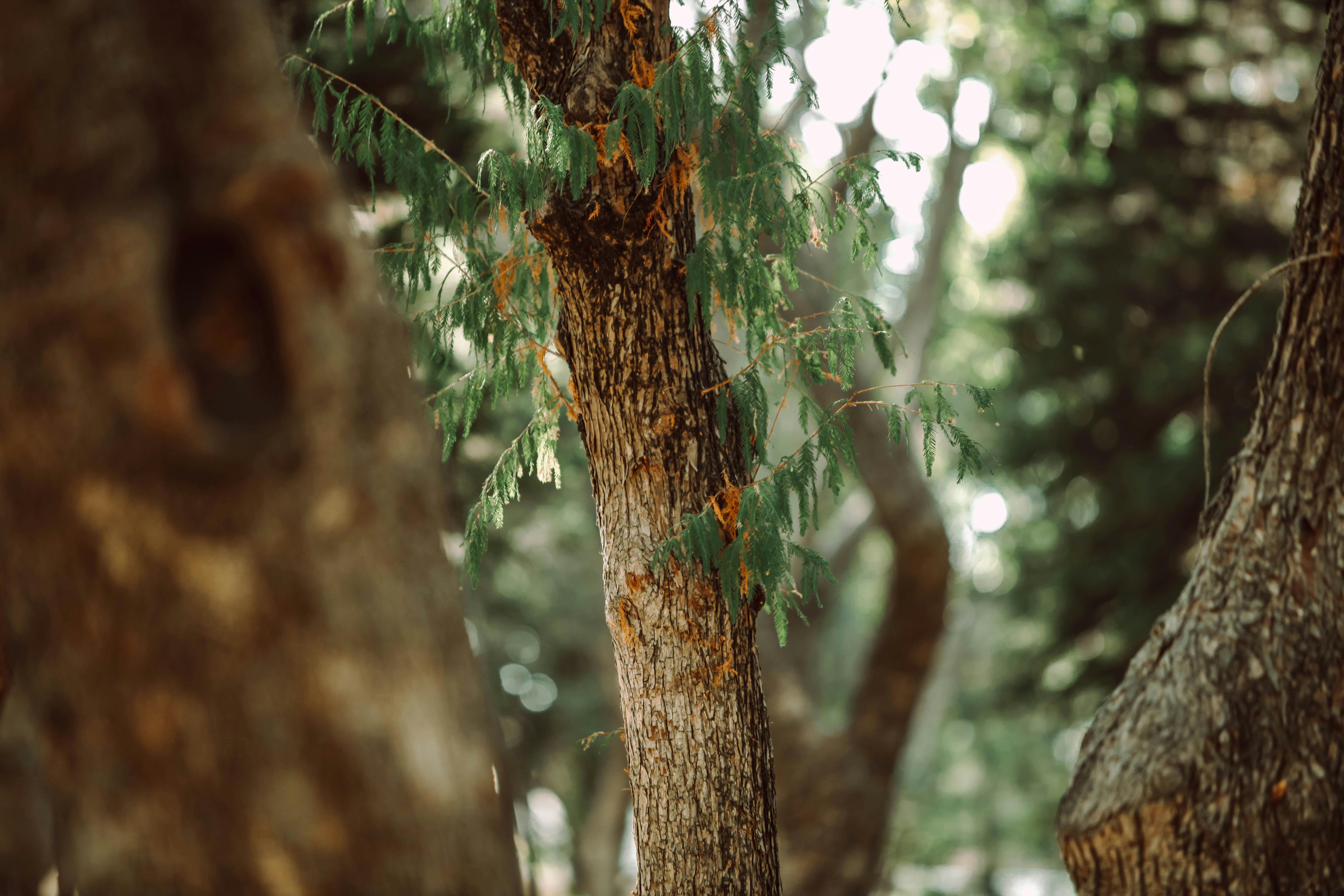 Photo of a Tree Bark · Free Stock Photo