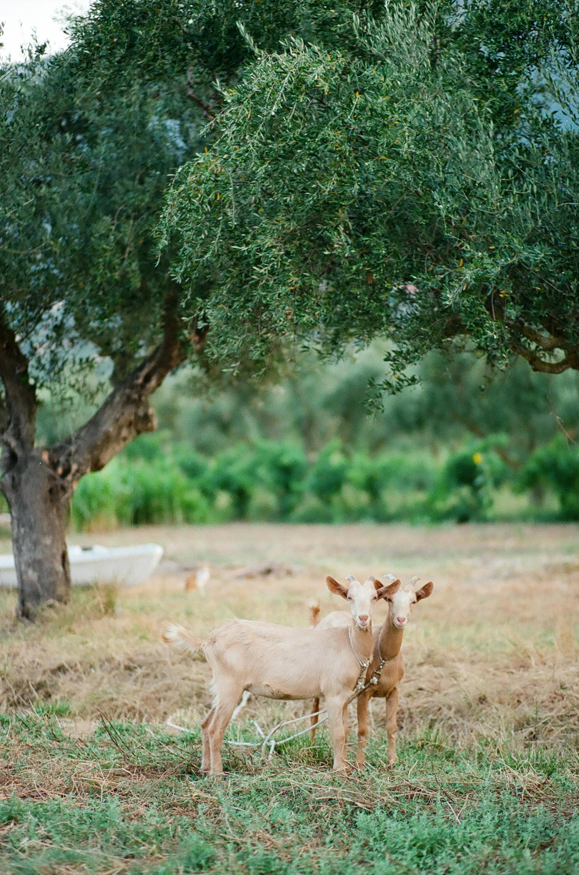 100,000+ Best Fig Tree Photos · 100% Free Download · Pexels Stock Photos