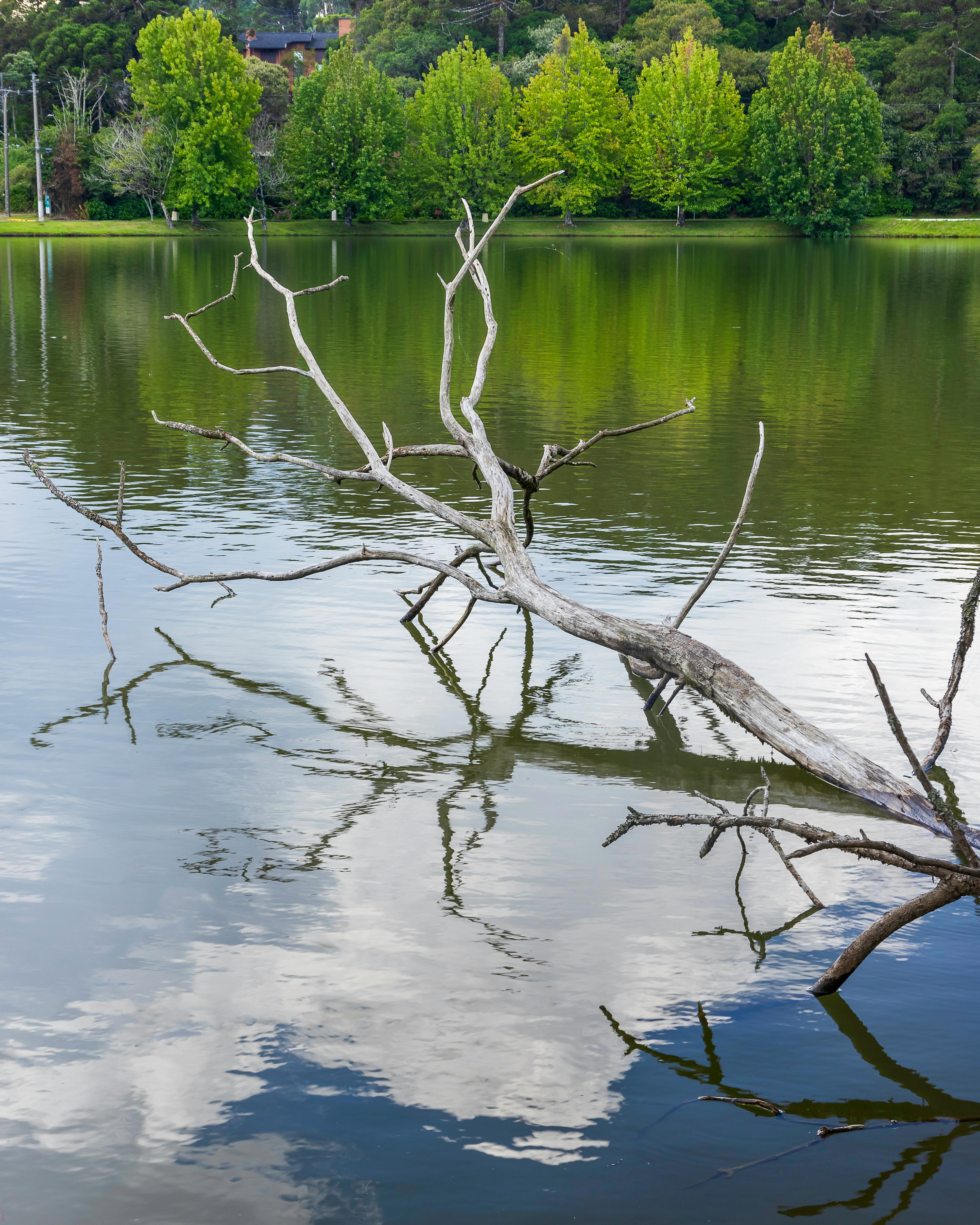 Leafless Tree on a Lake · Free Stock Photo