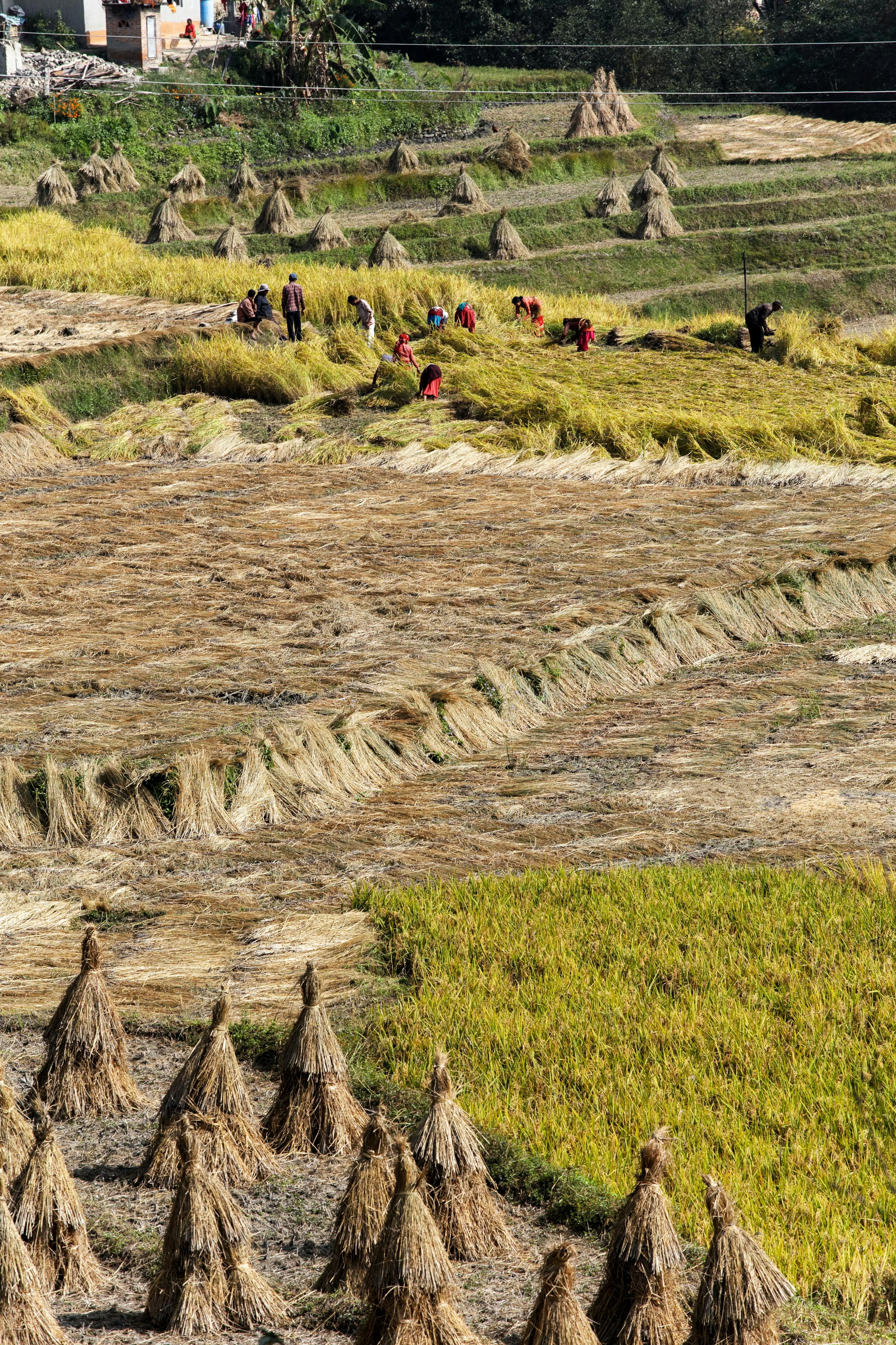 People Gathering Hay in Summer · Free Stock Photo