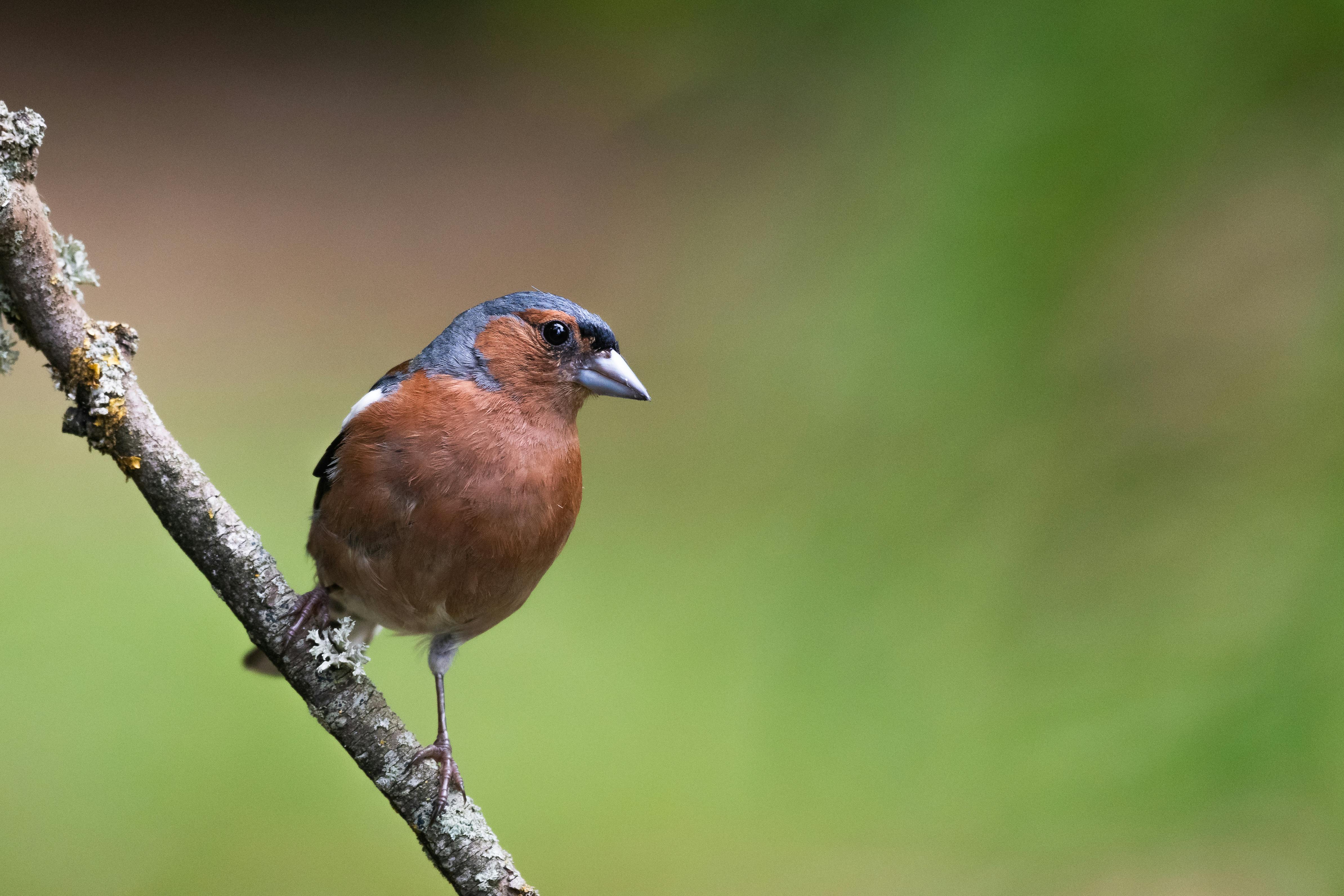 Common Murre Birds in Nature · Free Stock Photo