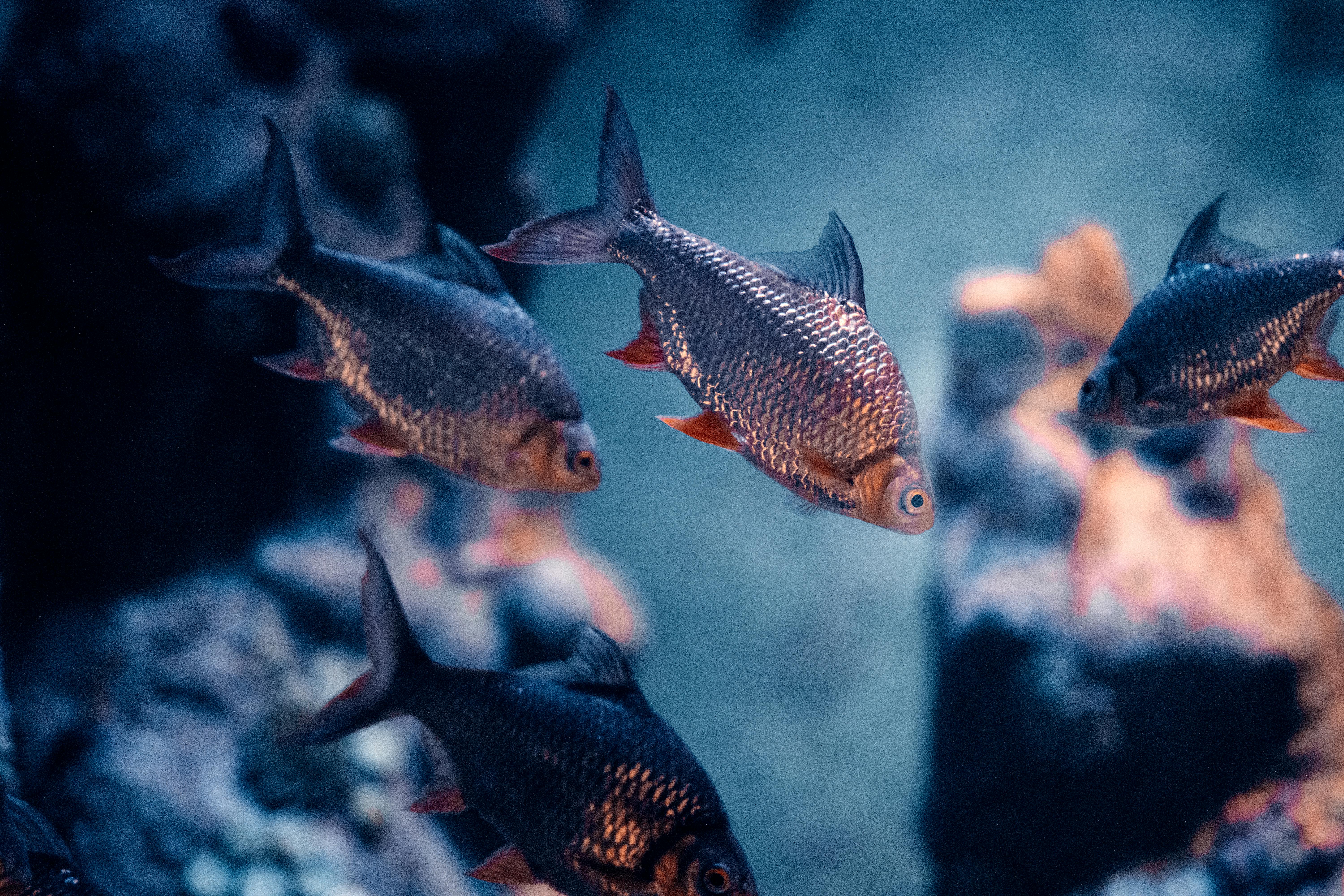 Close-up Photo of Tinfoil Barb Fishes · Free Stock Photo