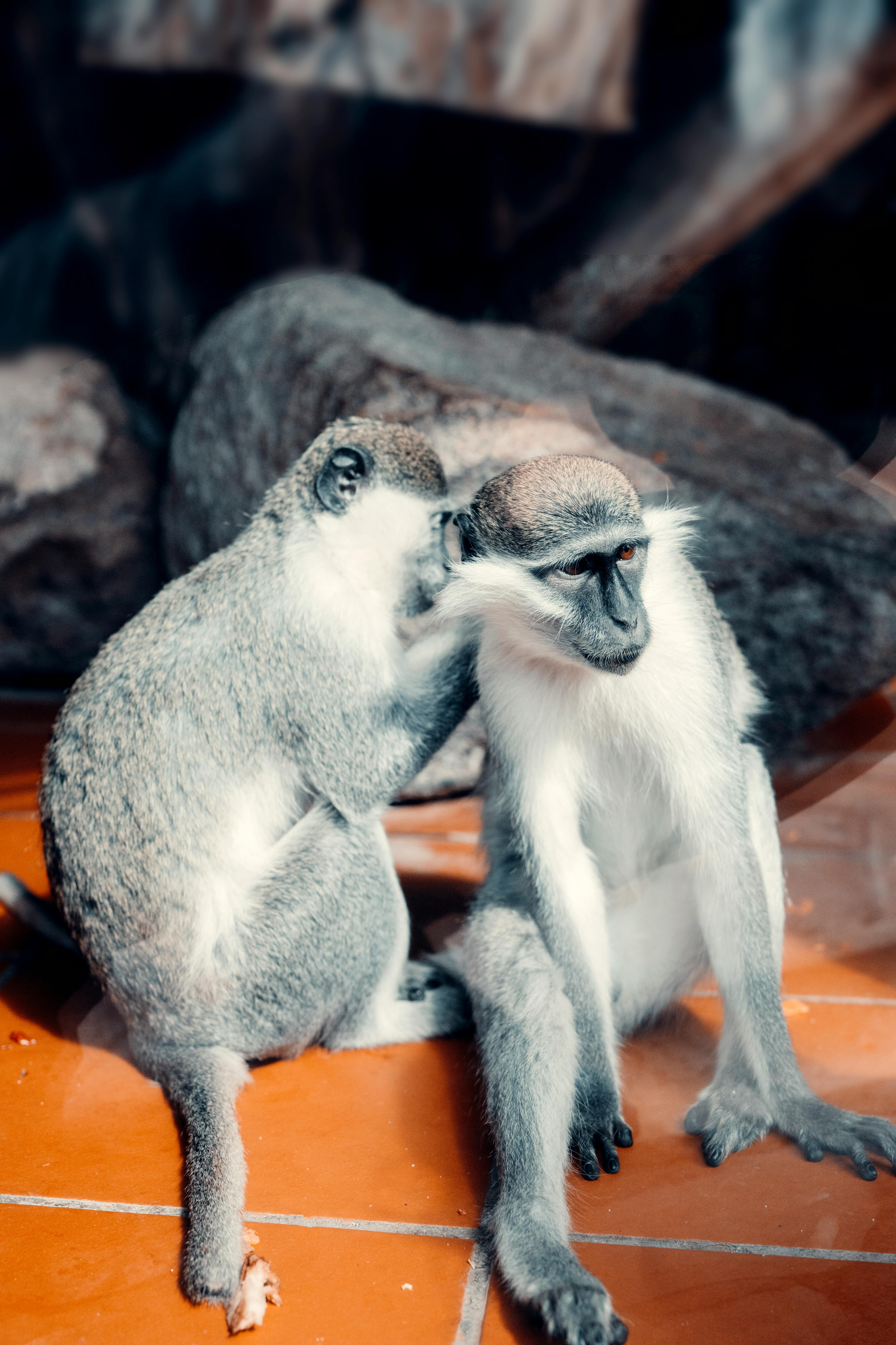 Cute Baby Monkeys · Free Stock Photo