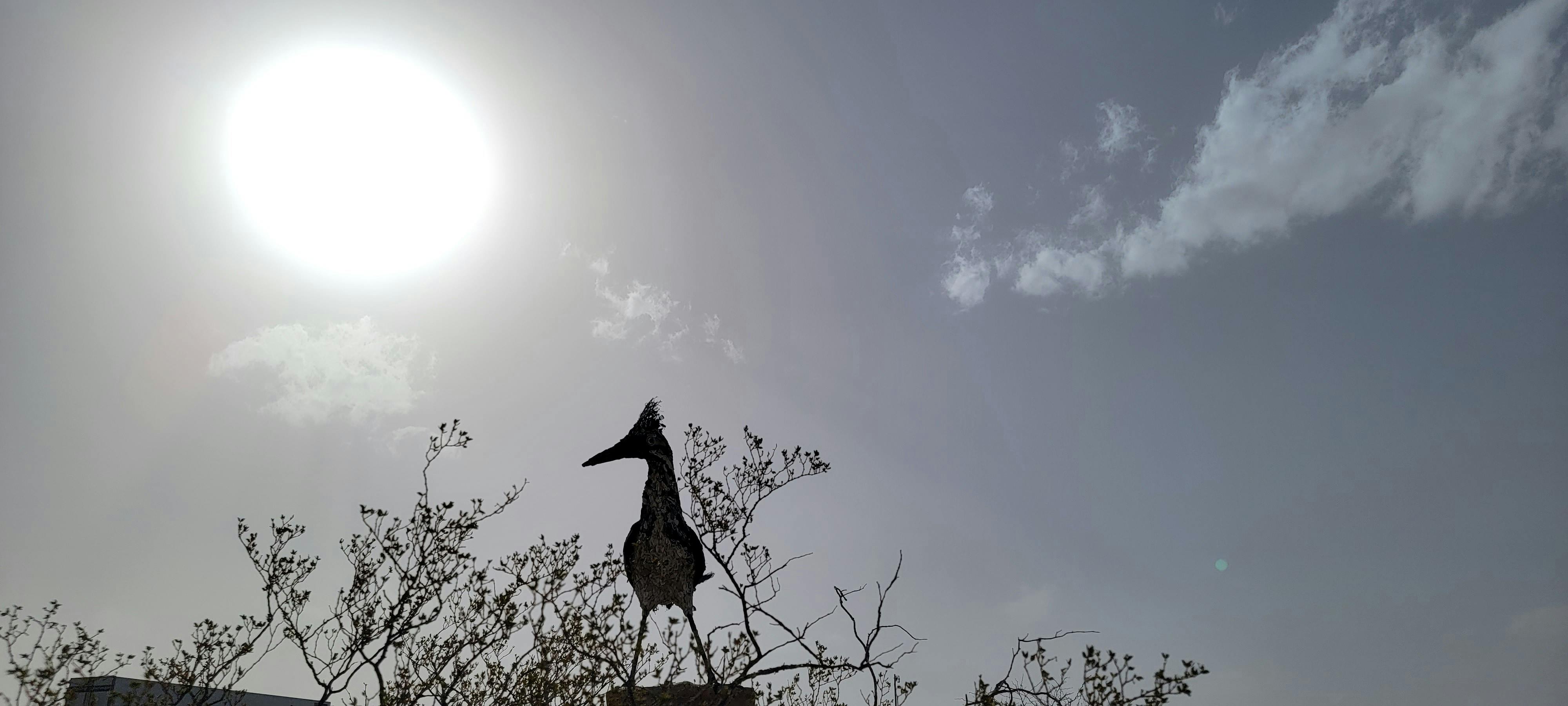 LAS Cruces Road Runner 10 Photos & Videos Collected by Peter Sisco