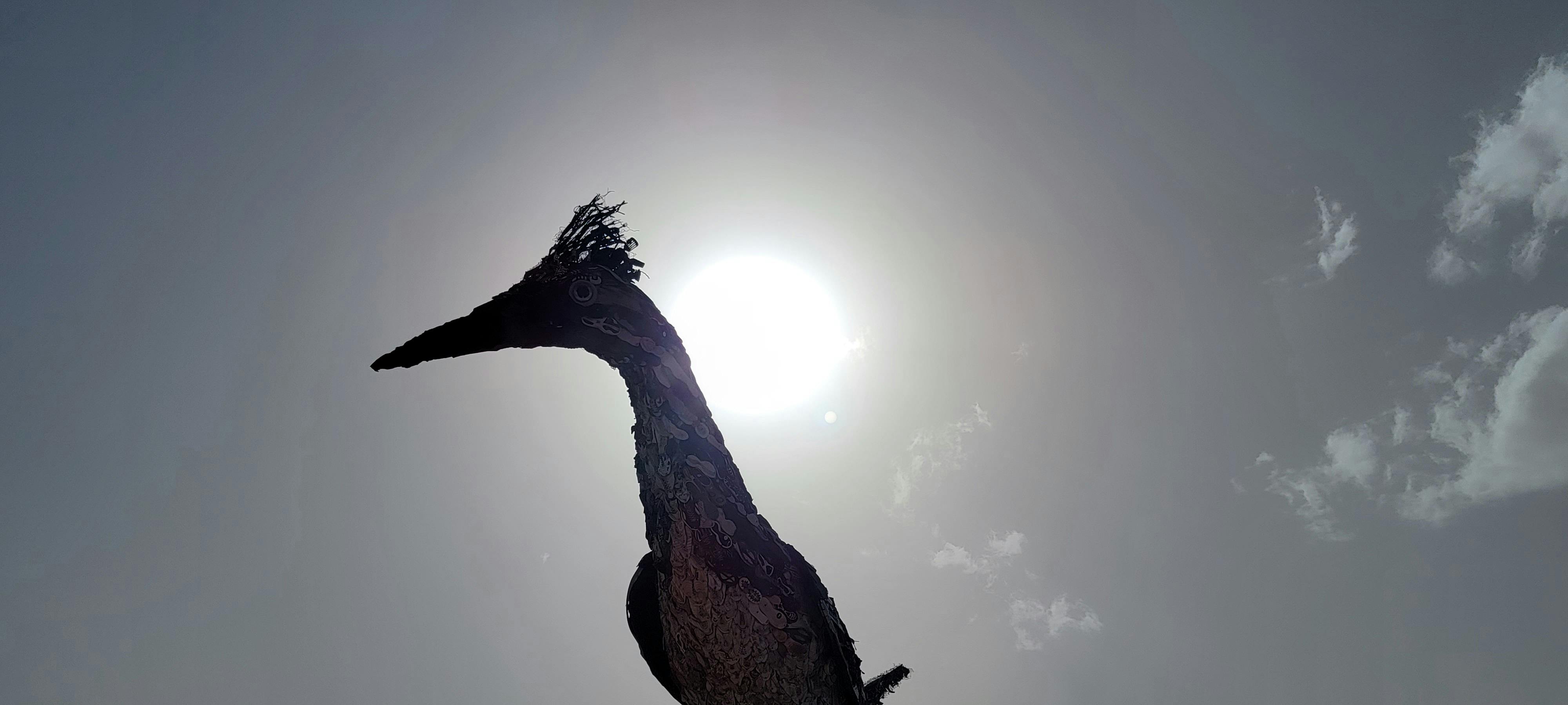 LAS Cruces Road Runner 10 Photos & Videos Collected by Peter Sisco