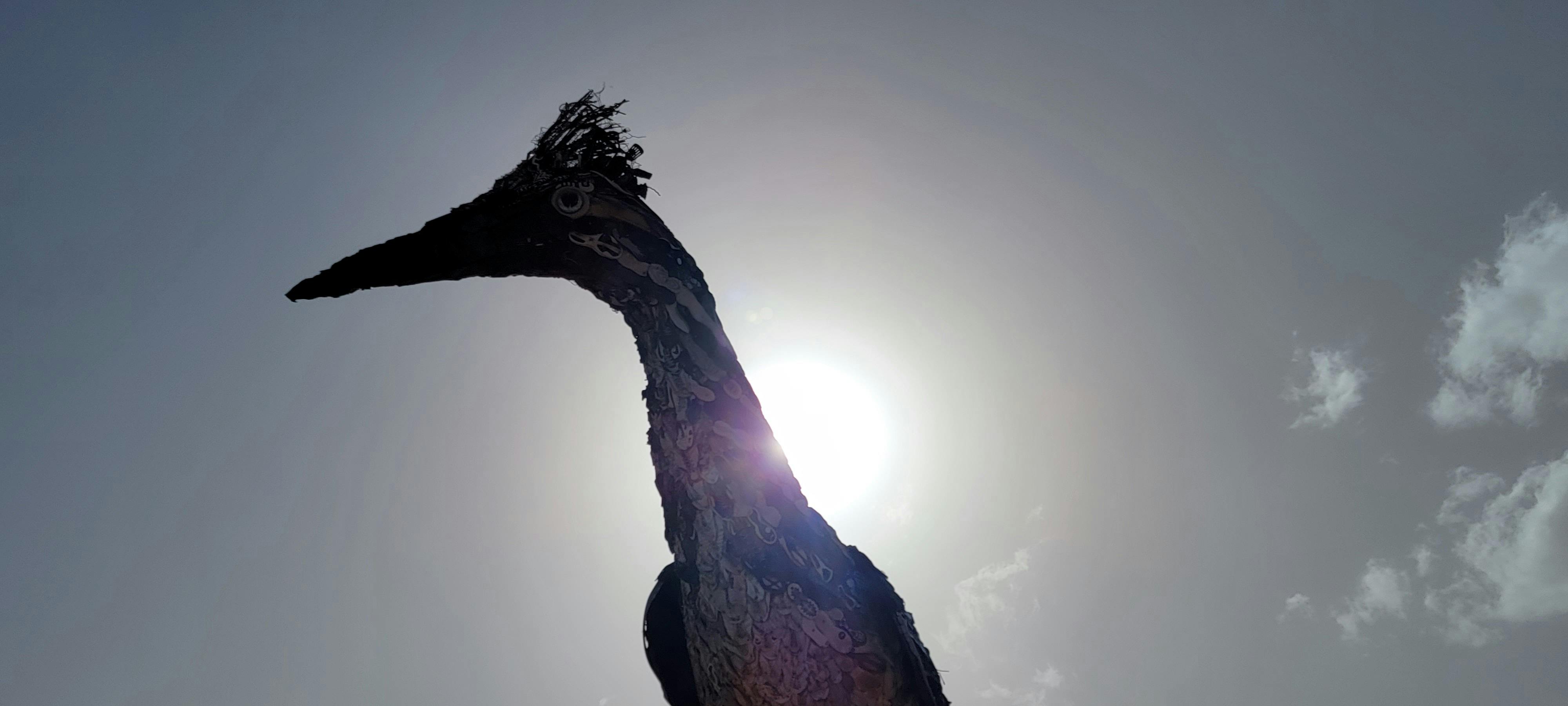 LAS Cruces Road Runner 10 Photos & Videos Collected by Peter Sisco