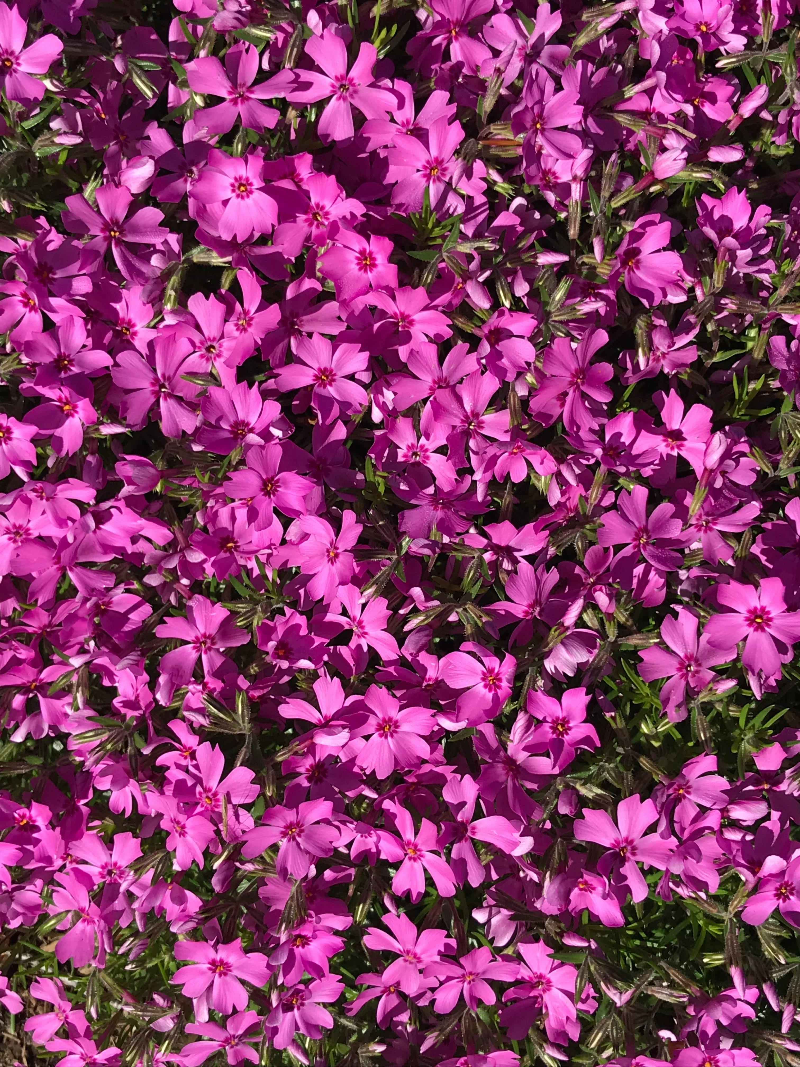 Blue Creeping Phlox Flowers · Free Stock Photo