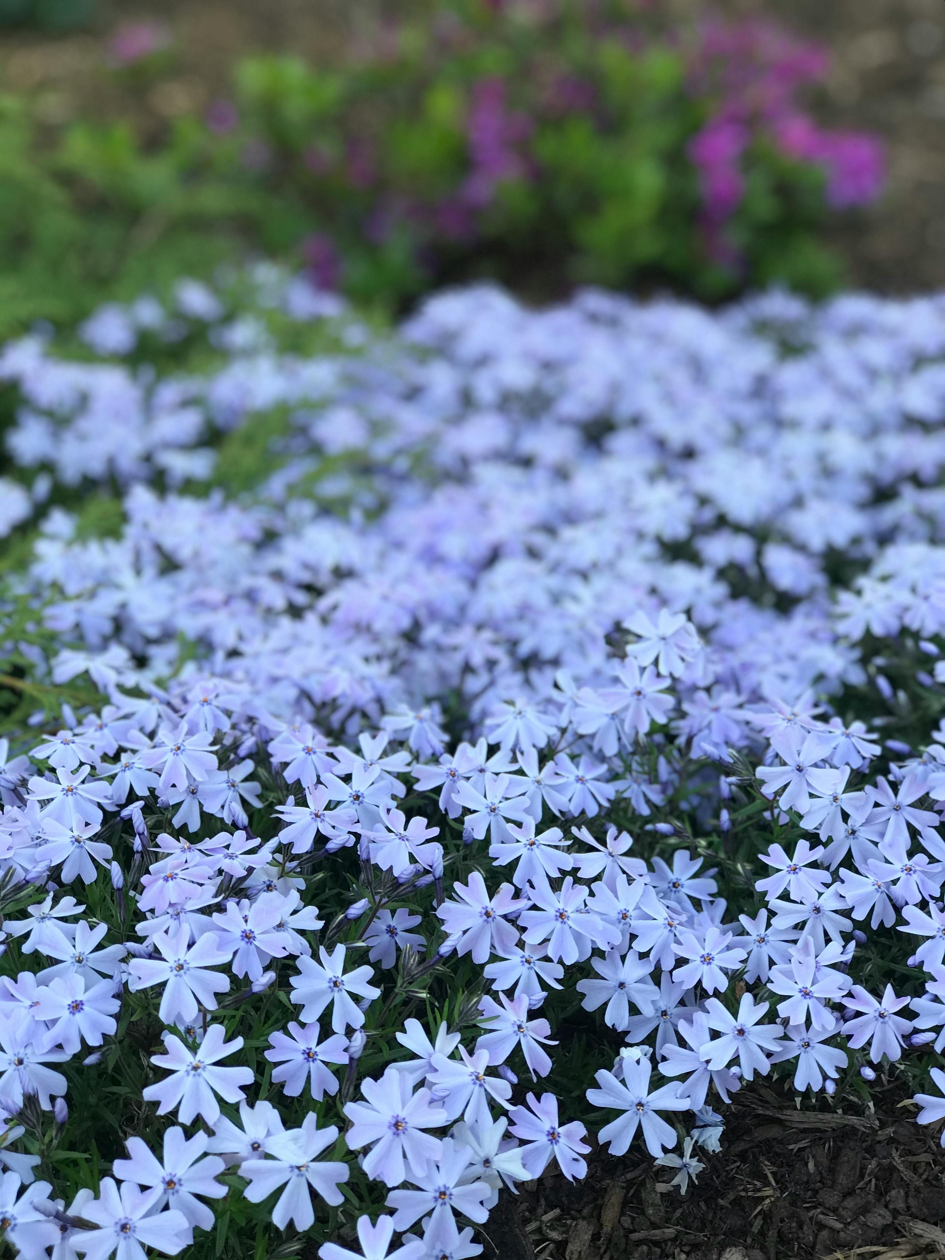 Blue Creeping Phlox Flowers · Free Stock Photo