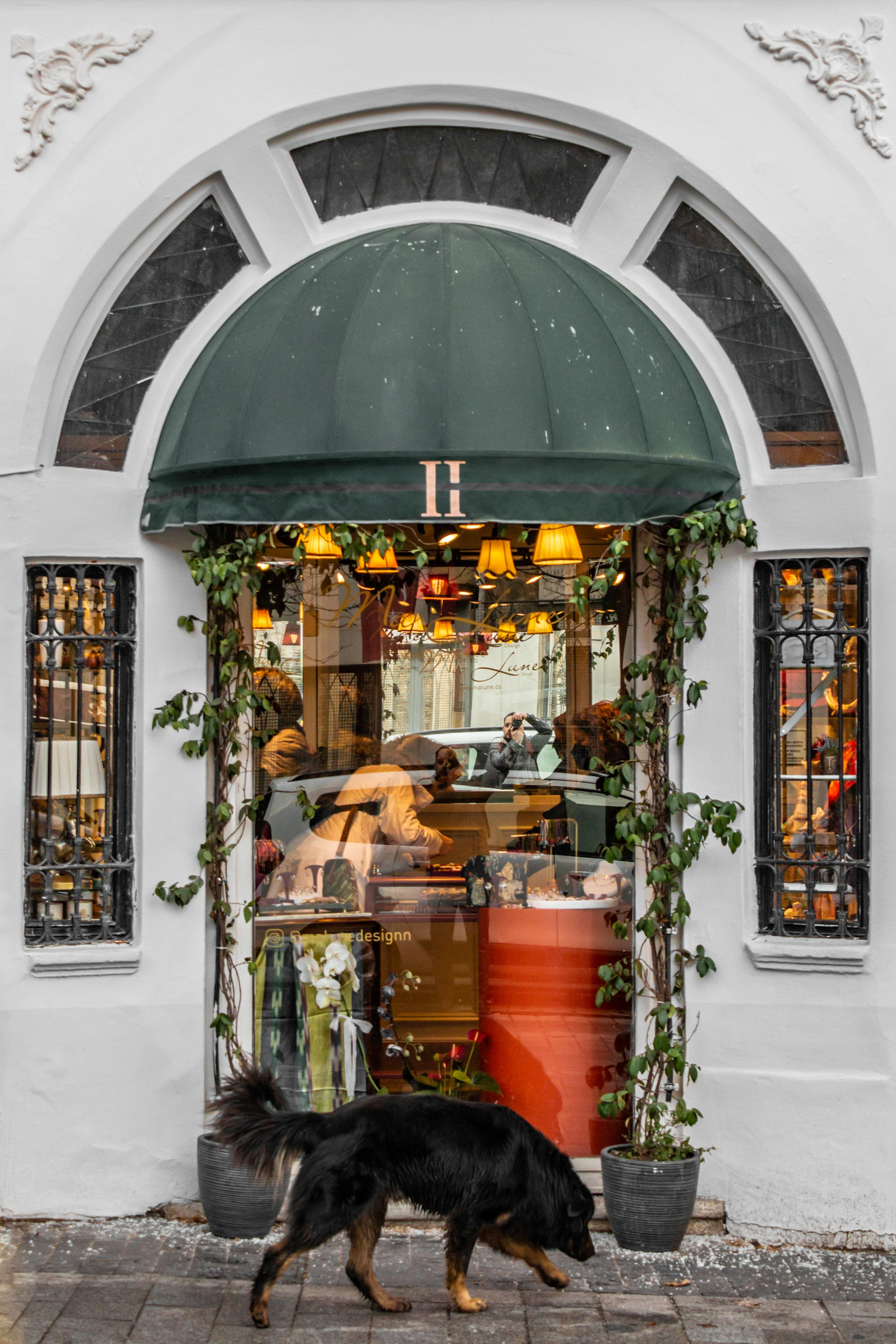 48,886+ Best Free Pet shop Stock Photos & Images · 100% Royalty-Free HD ...