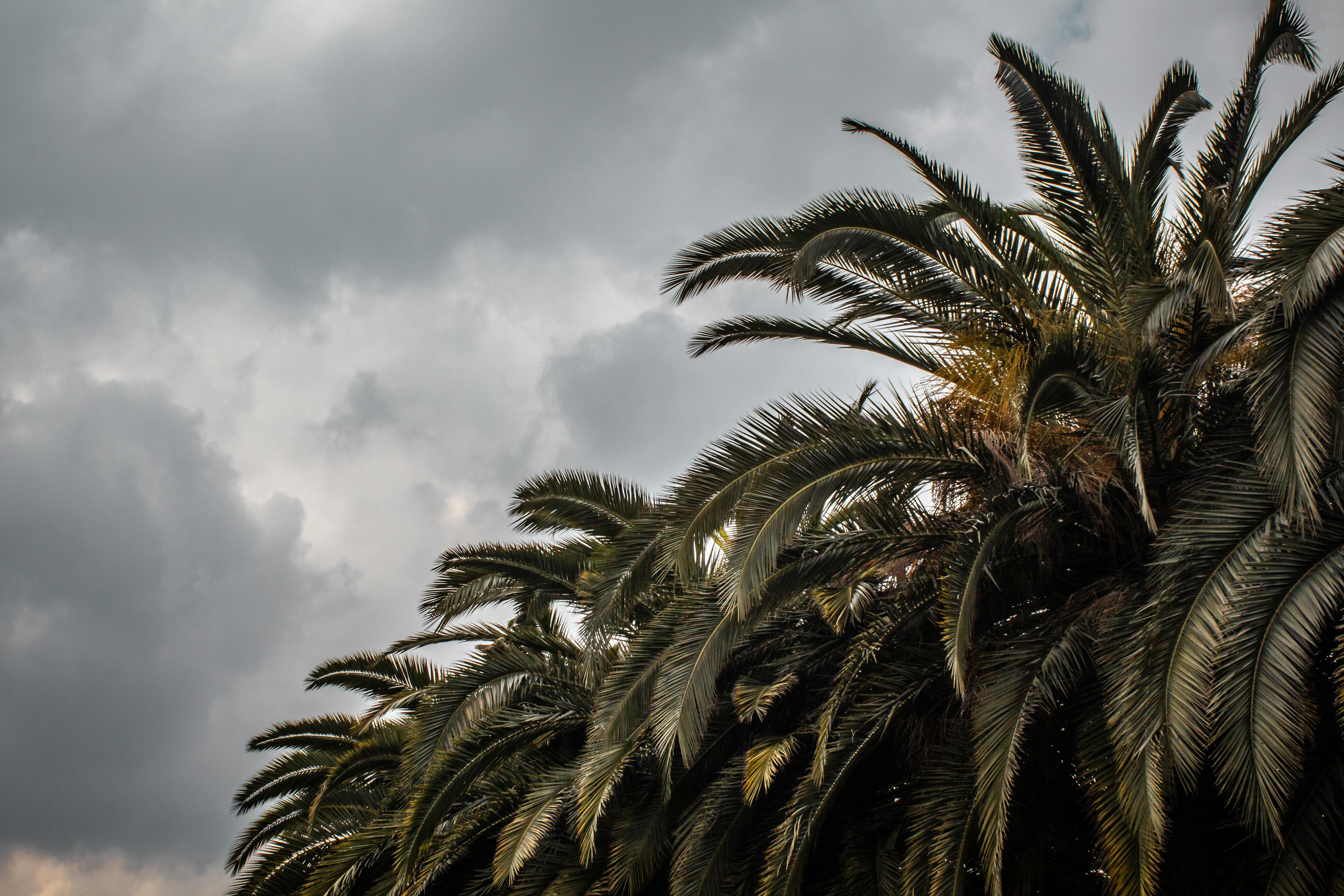 Low angle photography of brown palm trees · Free Stock Photo