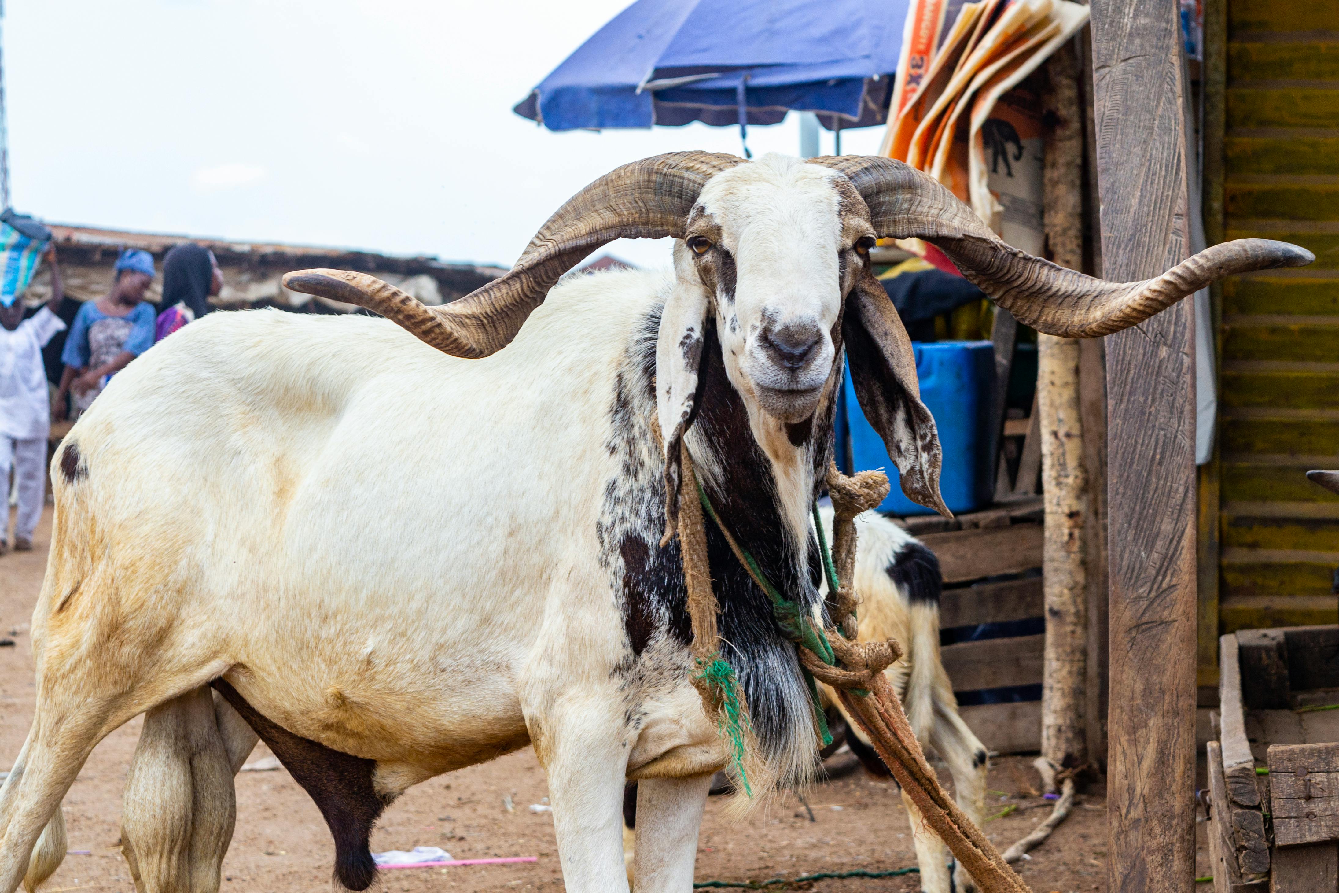 Rope Tied around a Sahelian Goat's Neck · Free Stock Photo