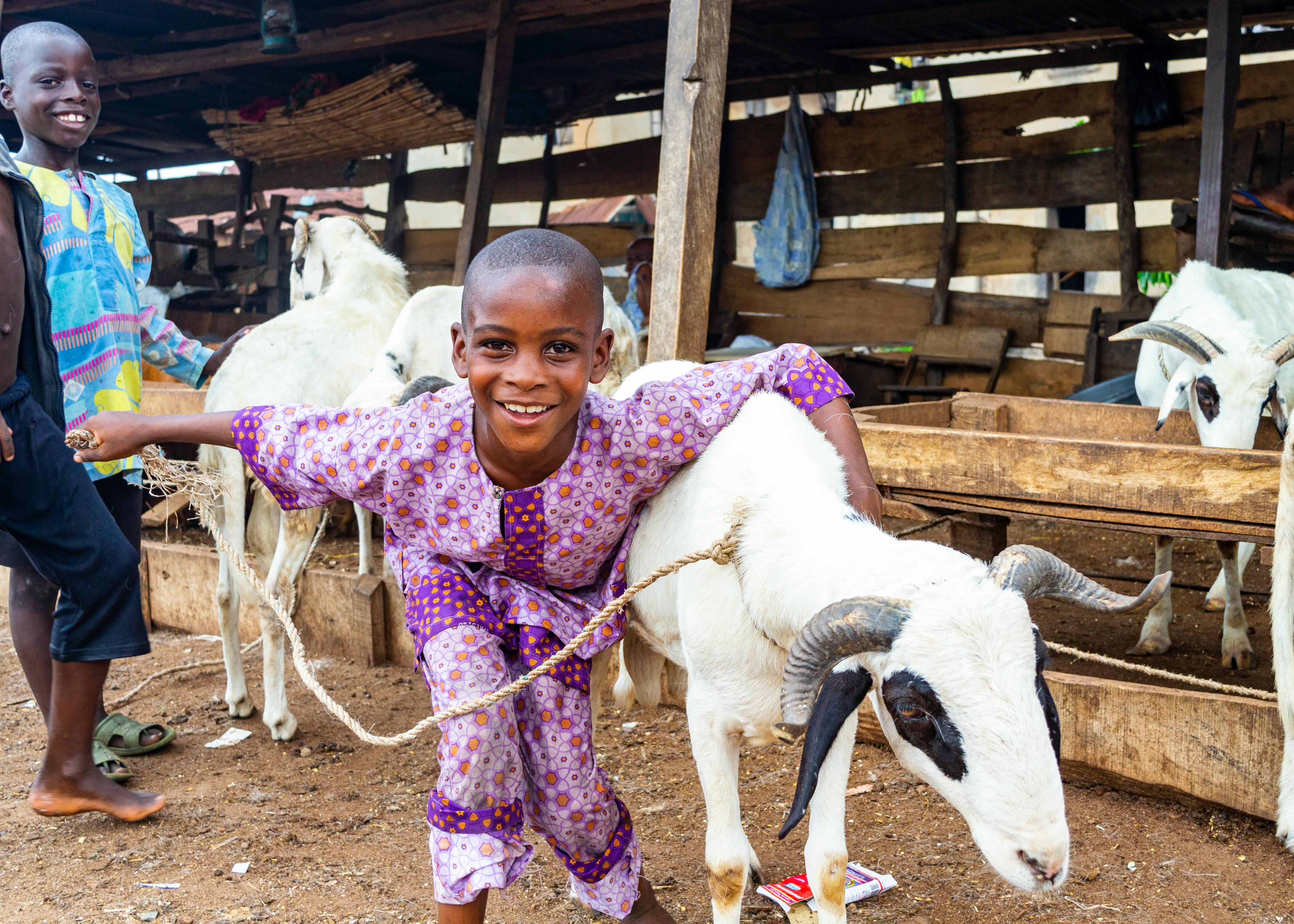 Boys Smiling and Standing Beside White Goats · Free Stock Photo