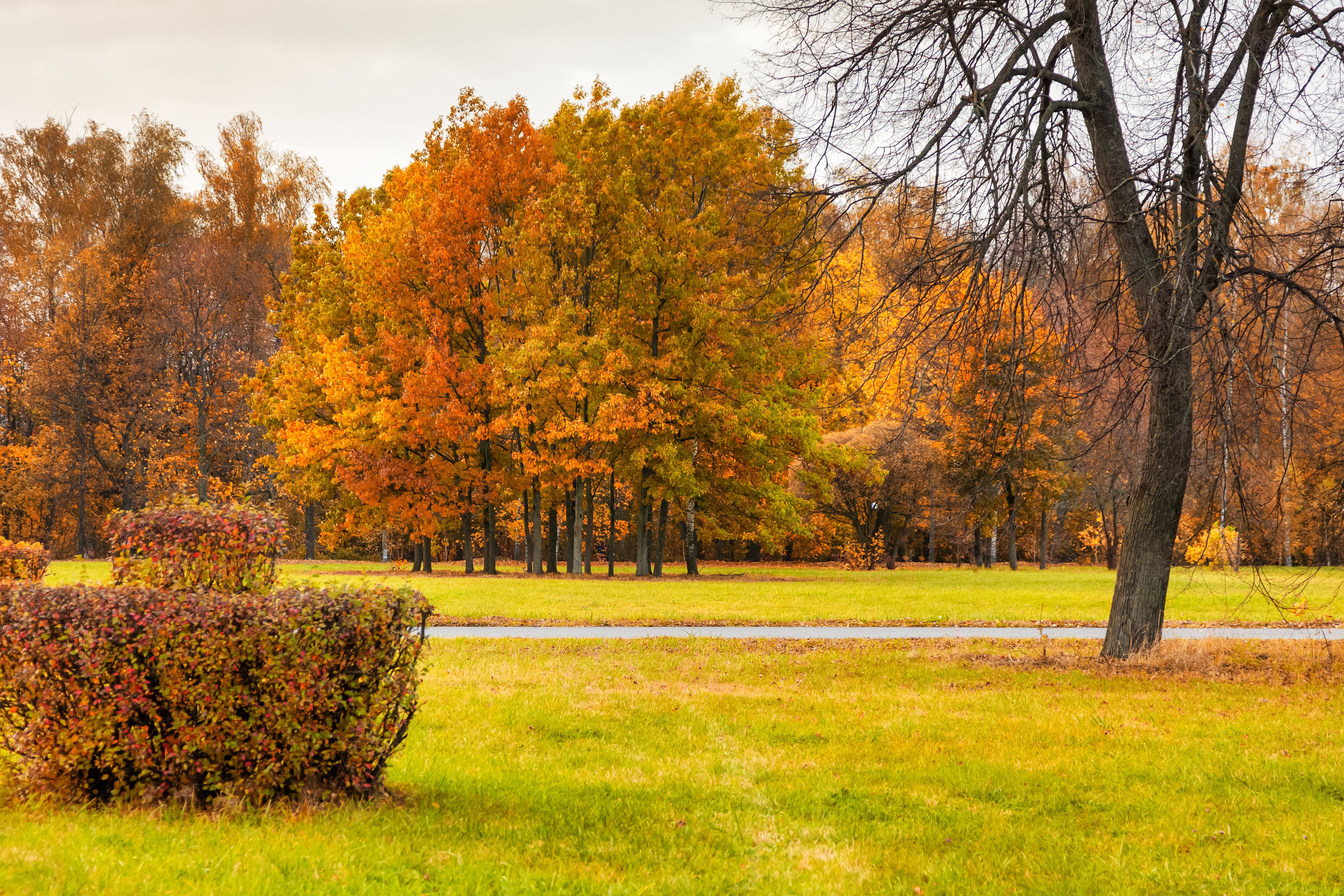 Autumn Trees on Green Grass Field · Free Stock Photo