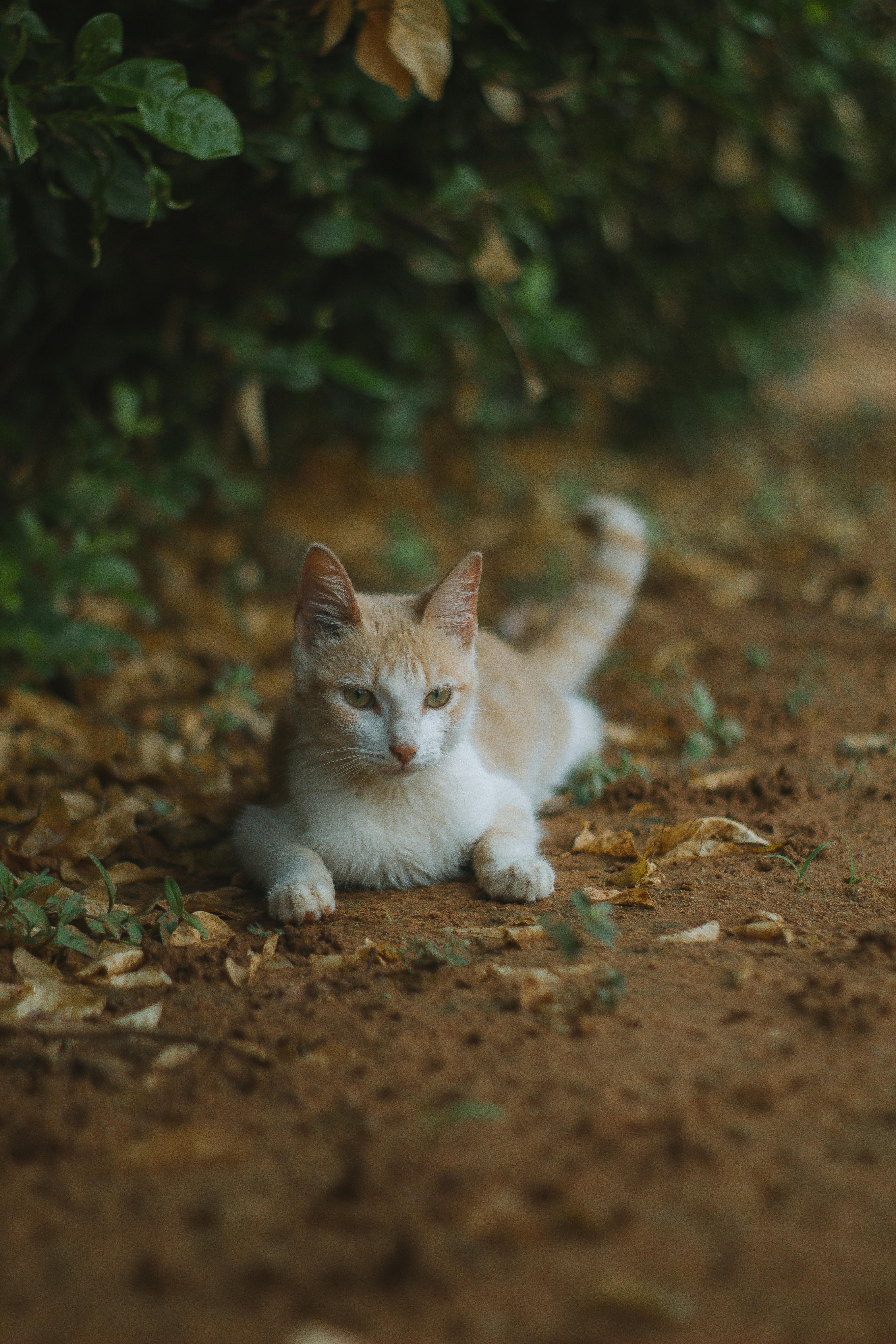 A Cat on the Ground · Free Stock Photo