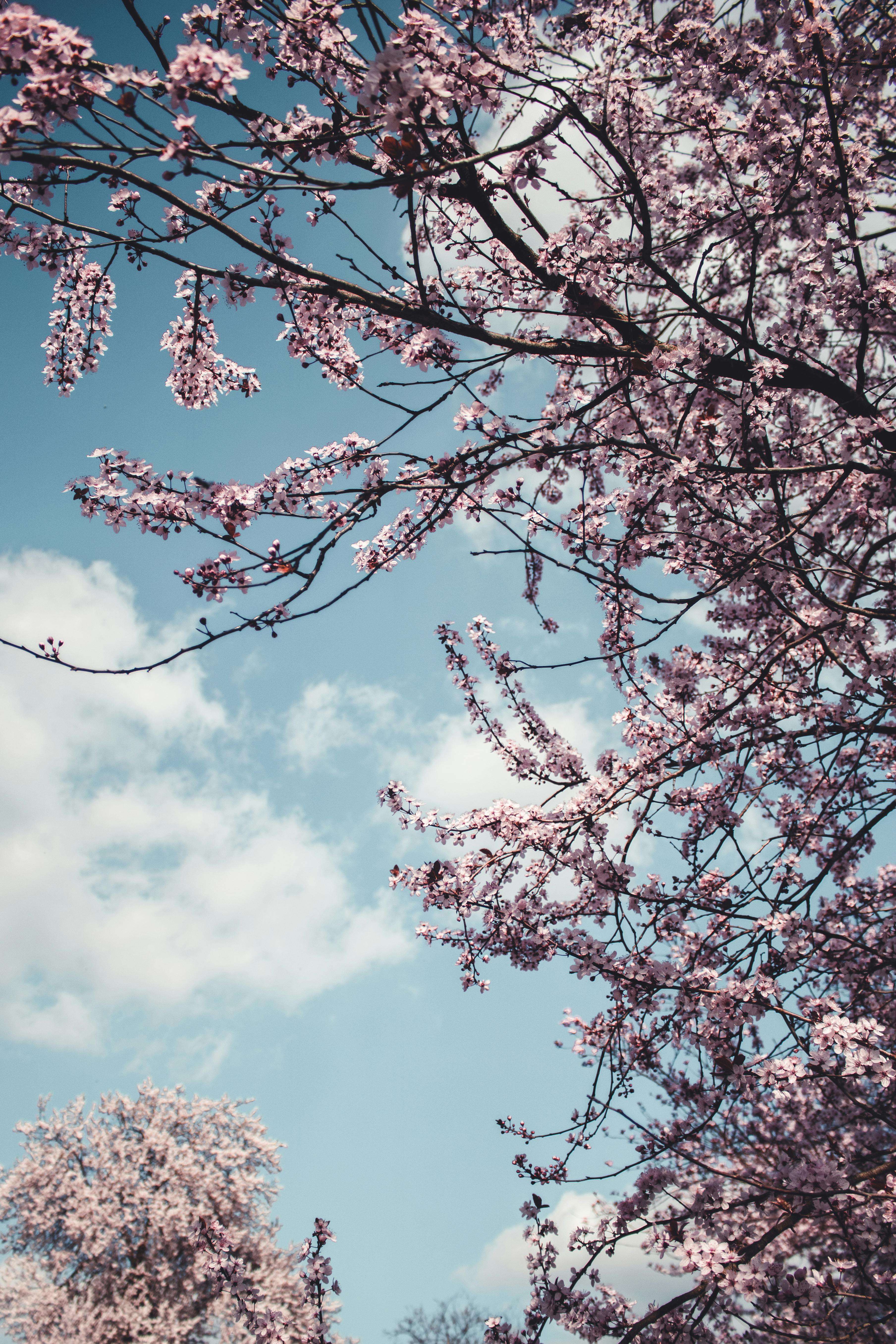 Purple Cherry Blossom Tree Under Blue Sky with White Clouds · Free ...