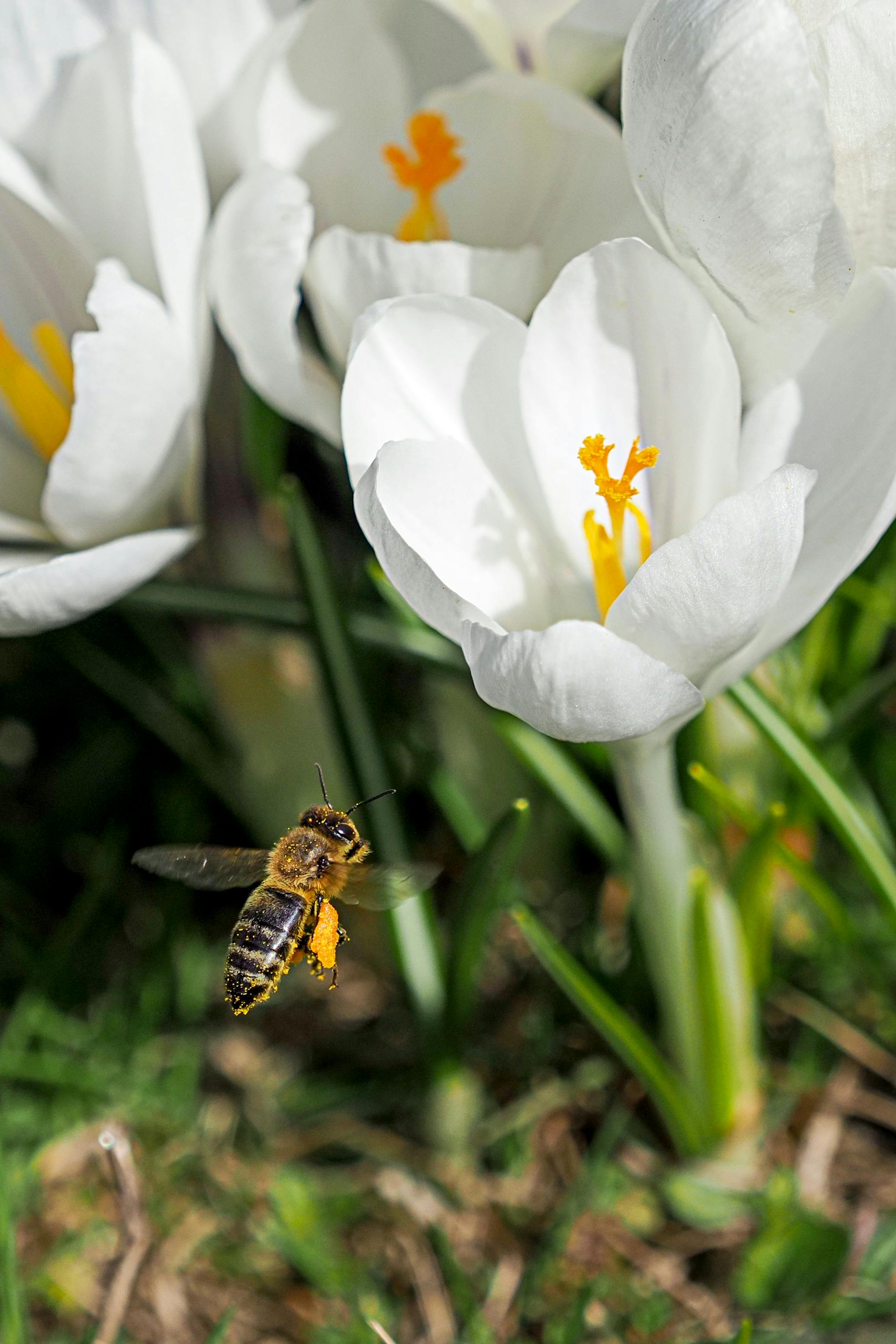 Bee Near White Flowers · Free Stock Photo