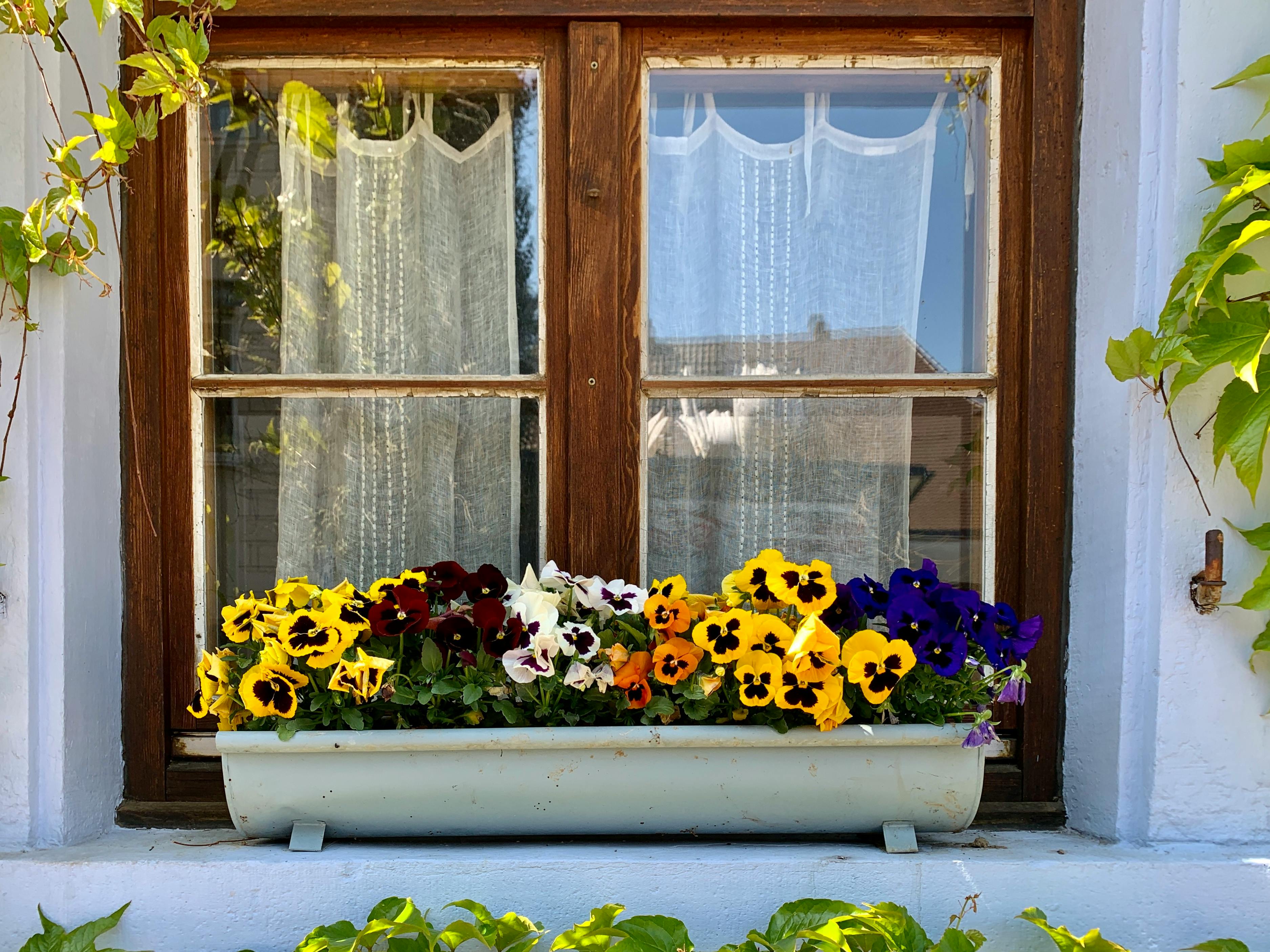 Flower on Windowsill · Free Stock Photo