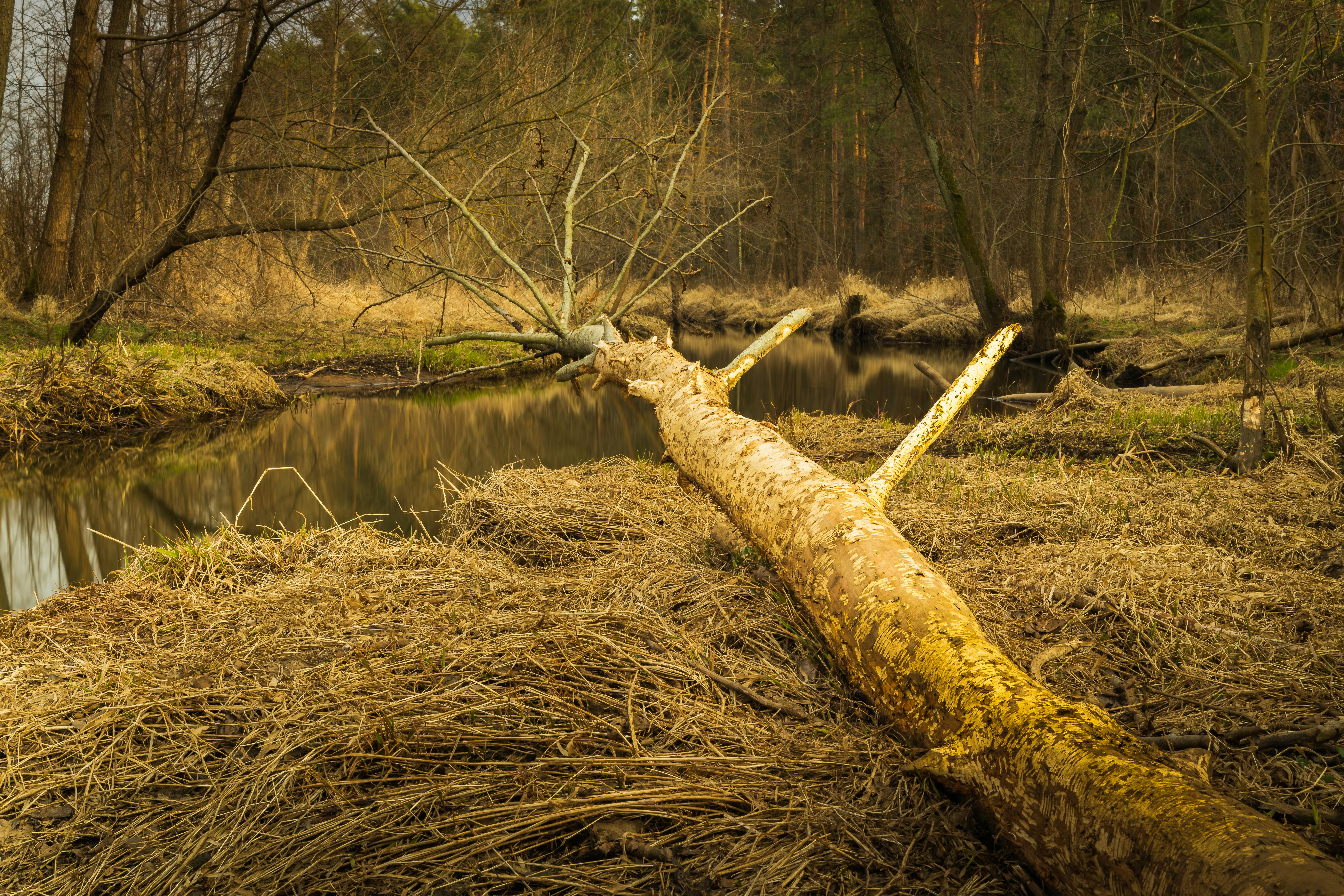 Trunk of a Fallen Tree Across a Stream · Free Stock Photo