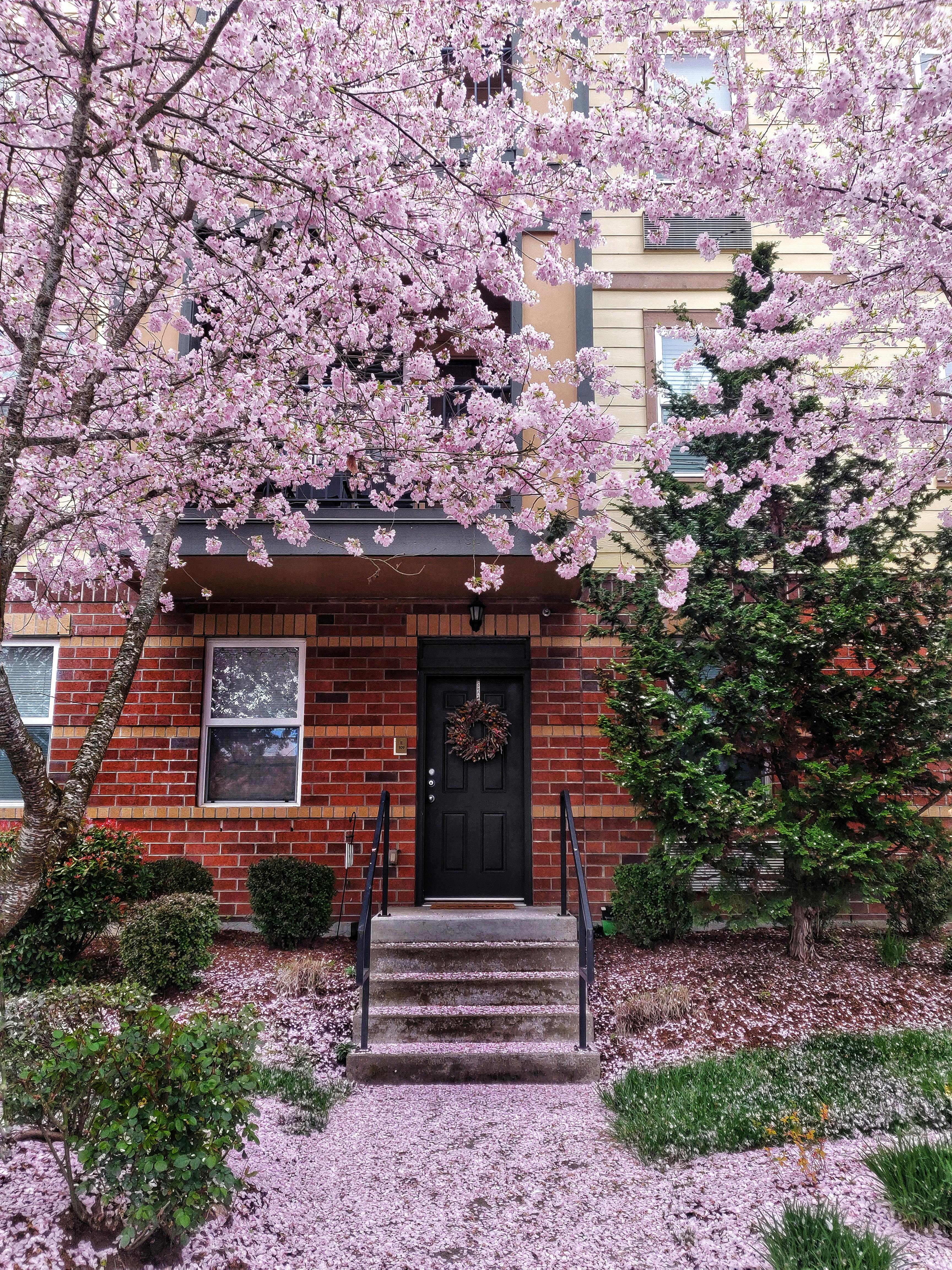 Cherry Blossoms in Front of a Brick Building With Stairs · Free Stock Photo