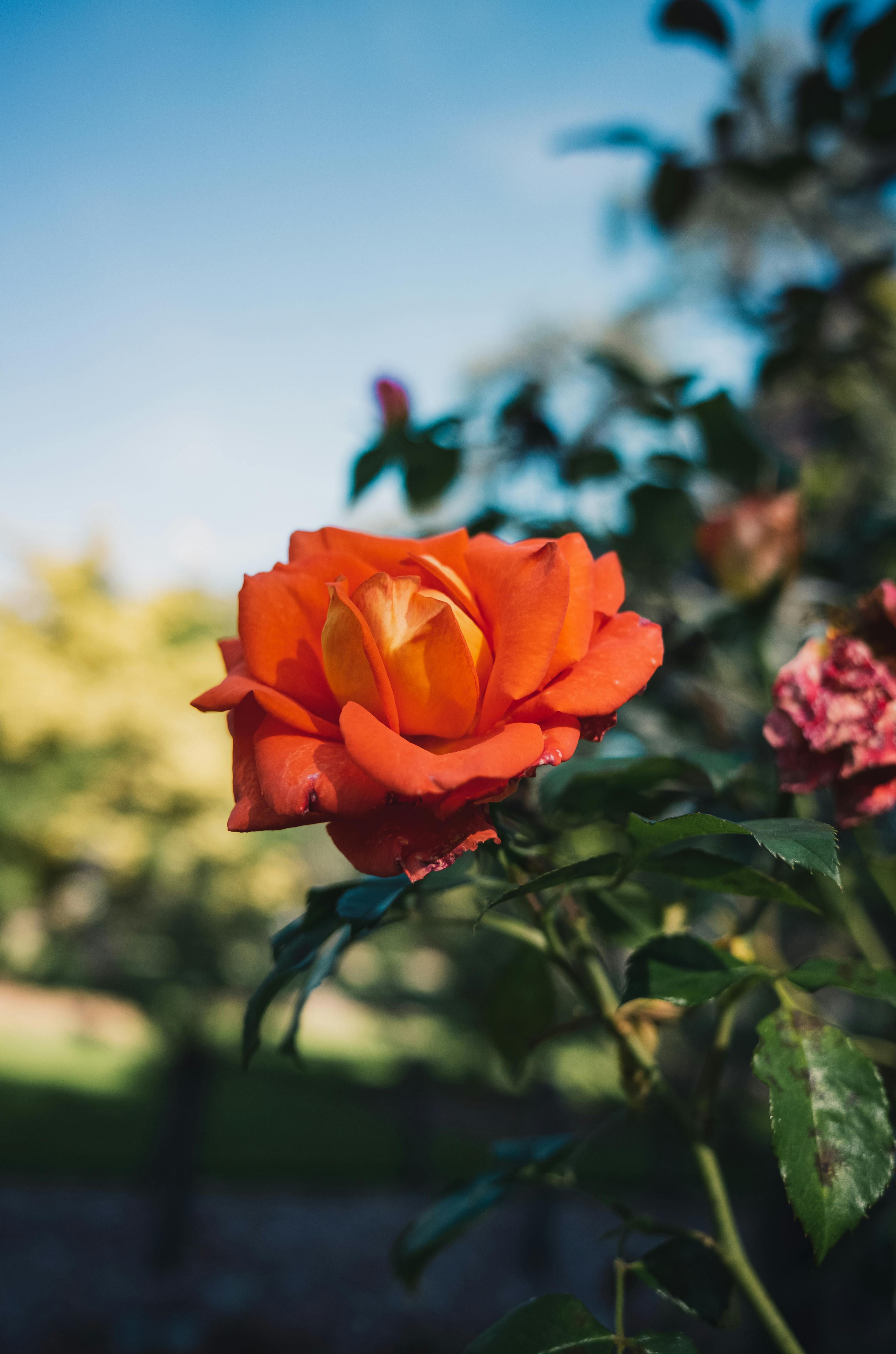 Red Rose in Bloom · Free Stock Photo