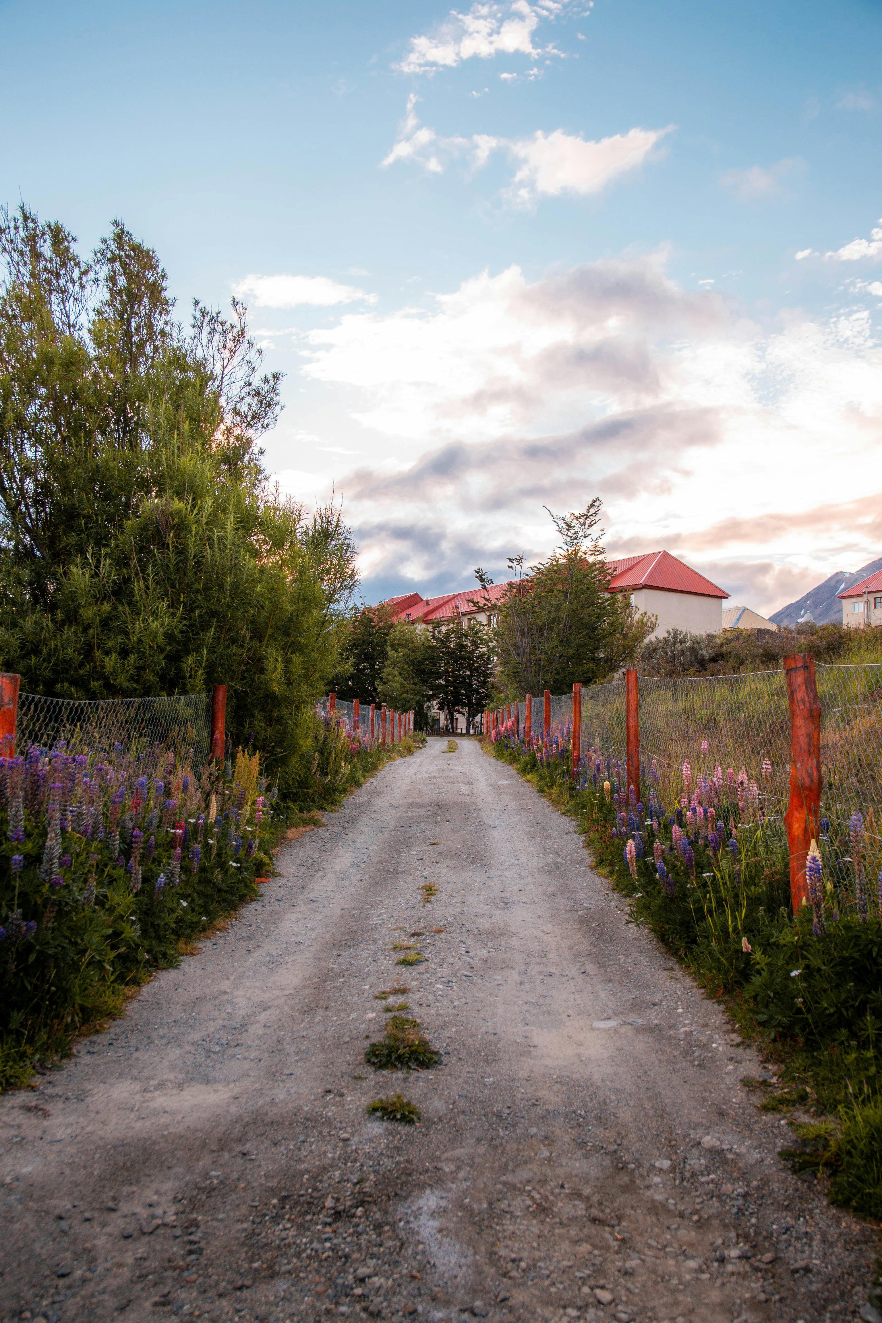 Unpaved Pathway between Trees · Free Stock Photo